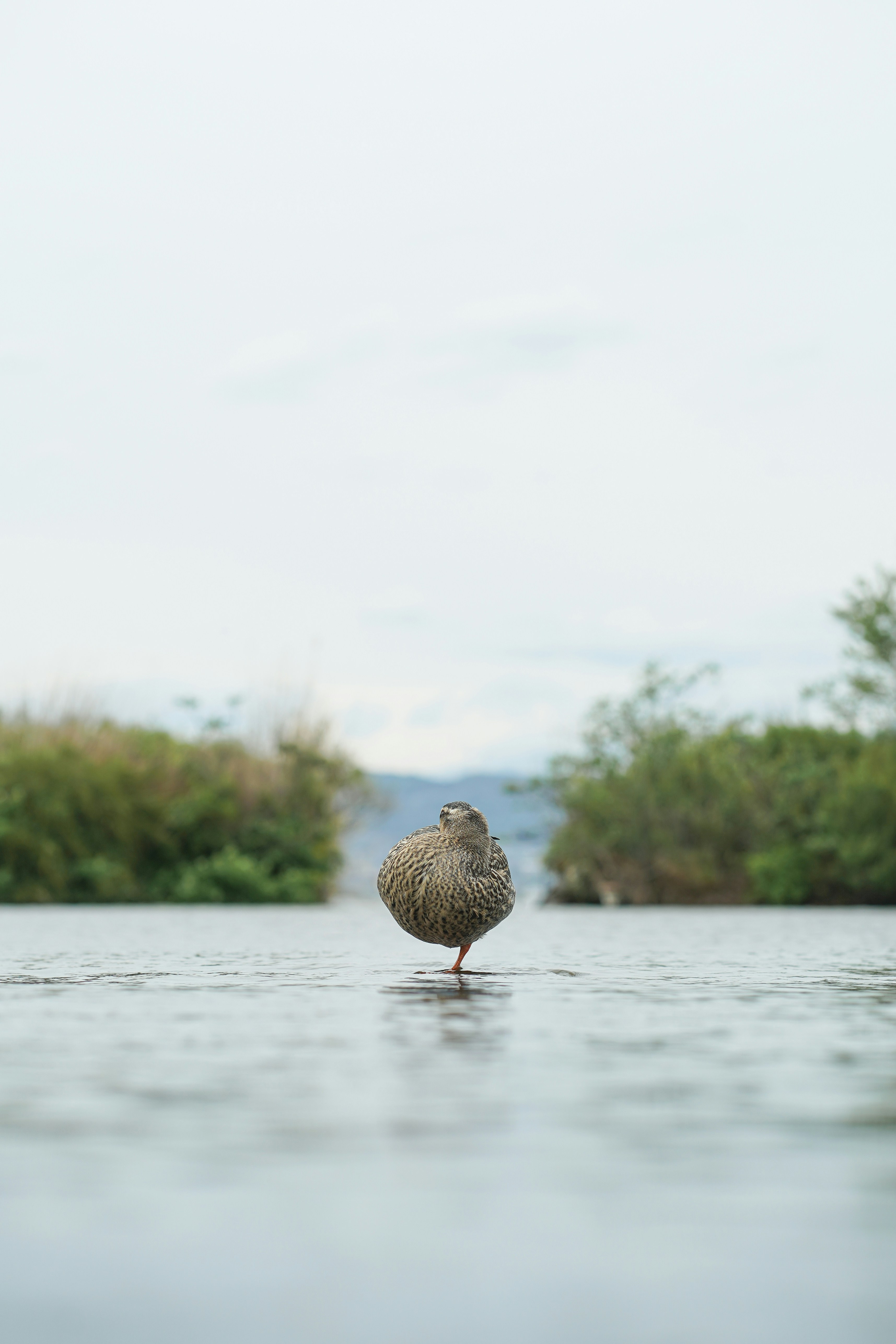 Minimalist Center: One-legged Bird on a Quiet Mirror