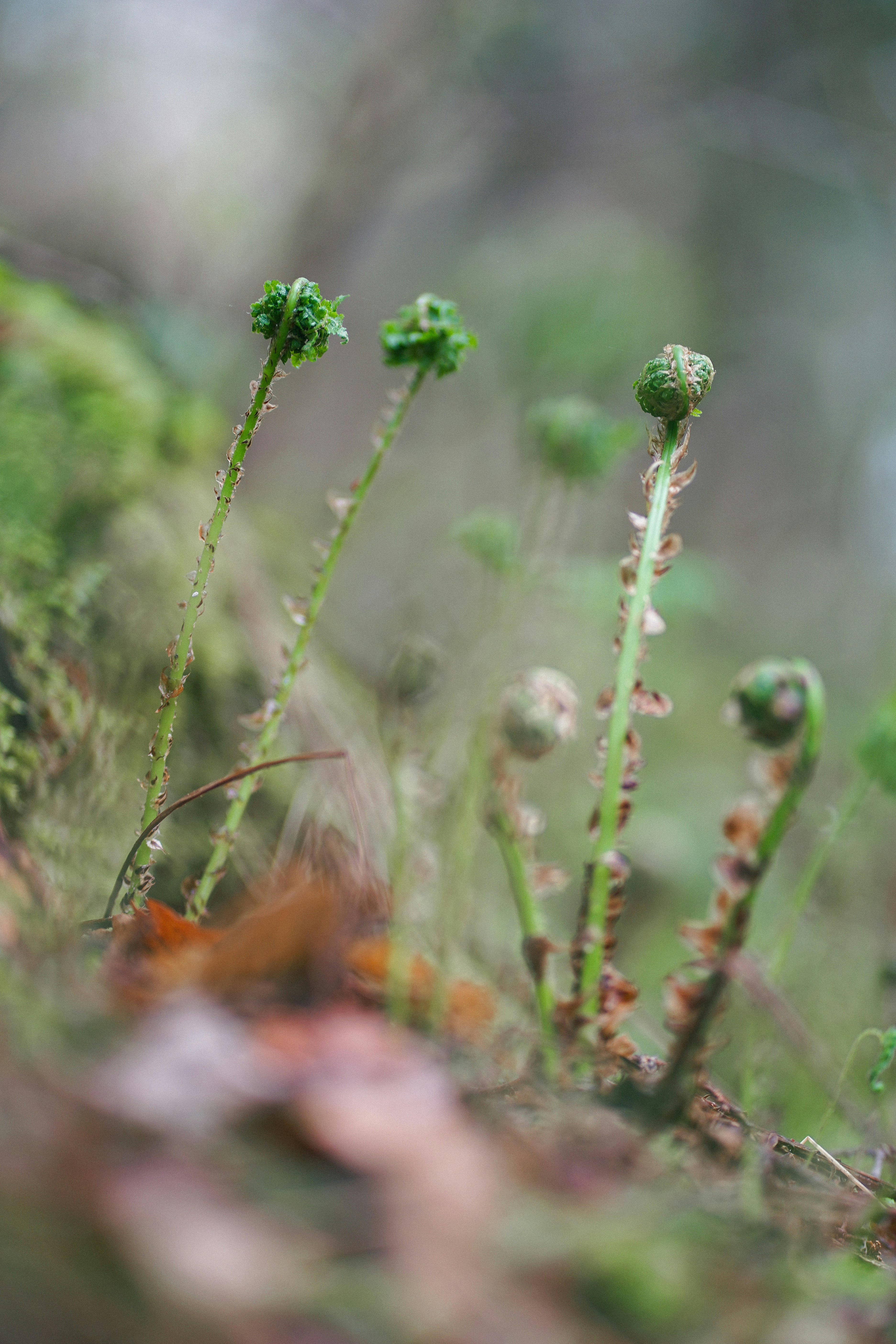 A close up of some plants in a field photo – Free Wallpaper Image on ...
