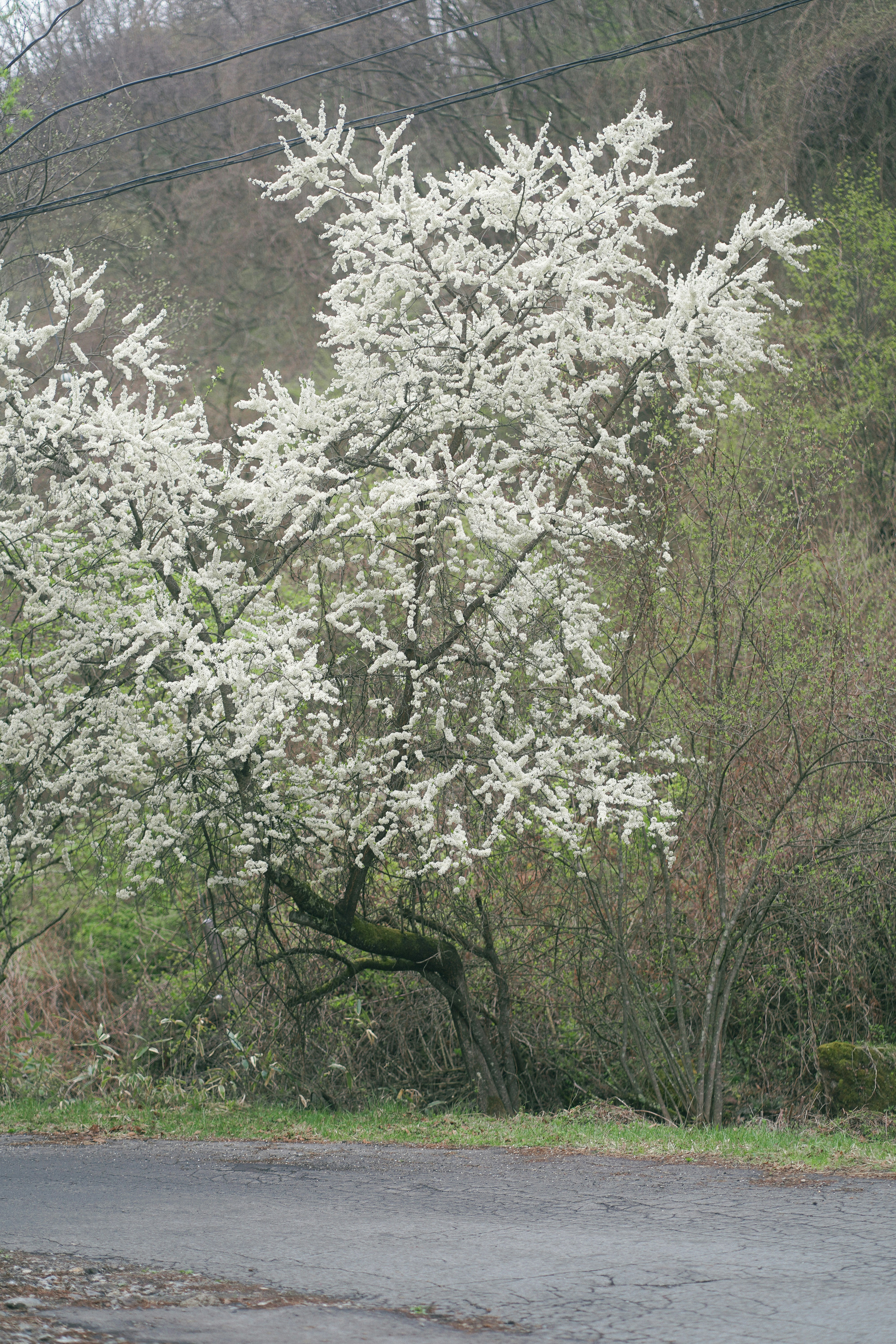 Roadside Blossom Sentinel: White Bloom by the Quiet Road
