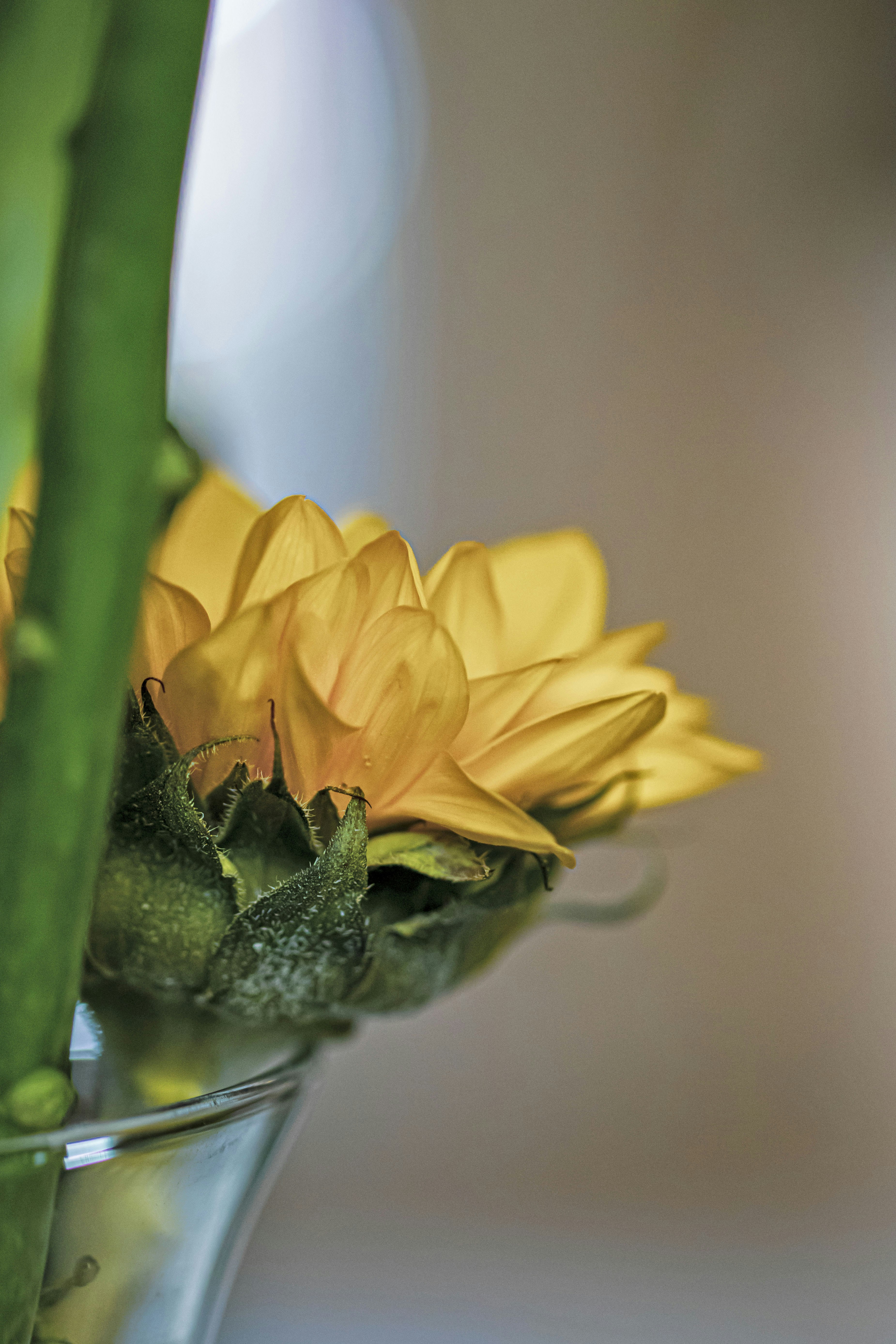 Golden Petal Close-Up: Quiet Energy in a Glass Vase