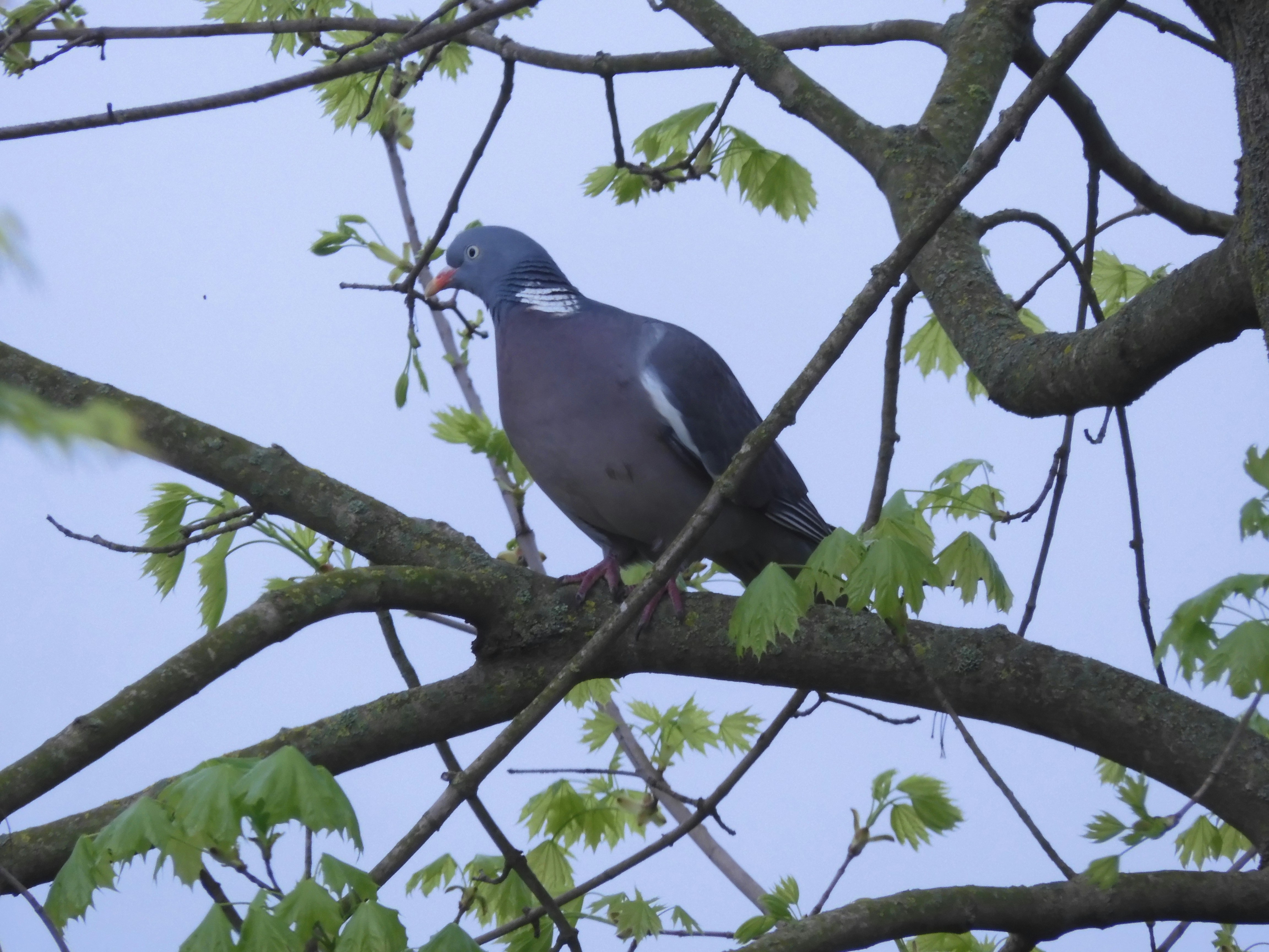 Rock dove perched on a mossy branch with fresh green leaves against a pale blue sky.