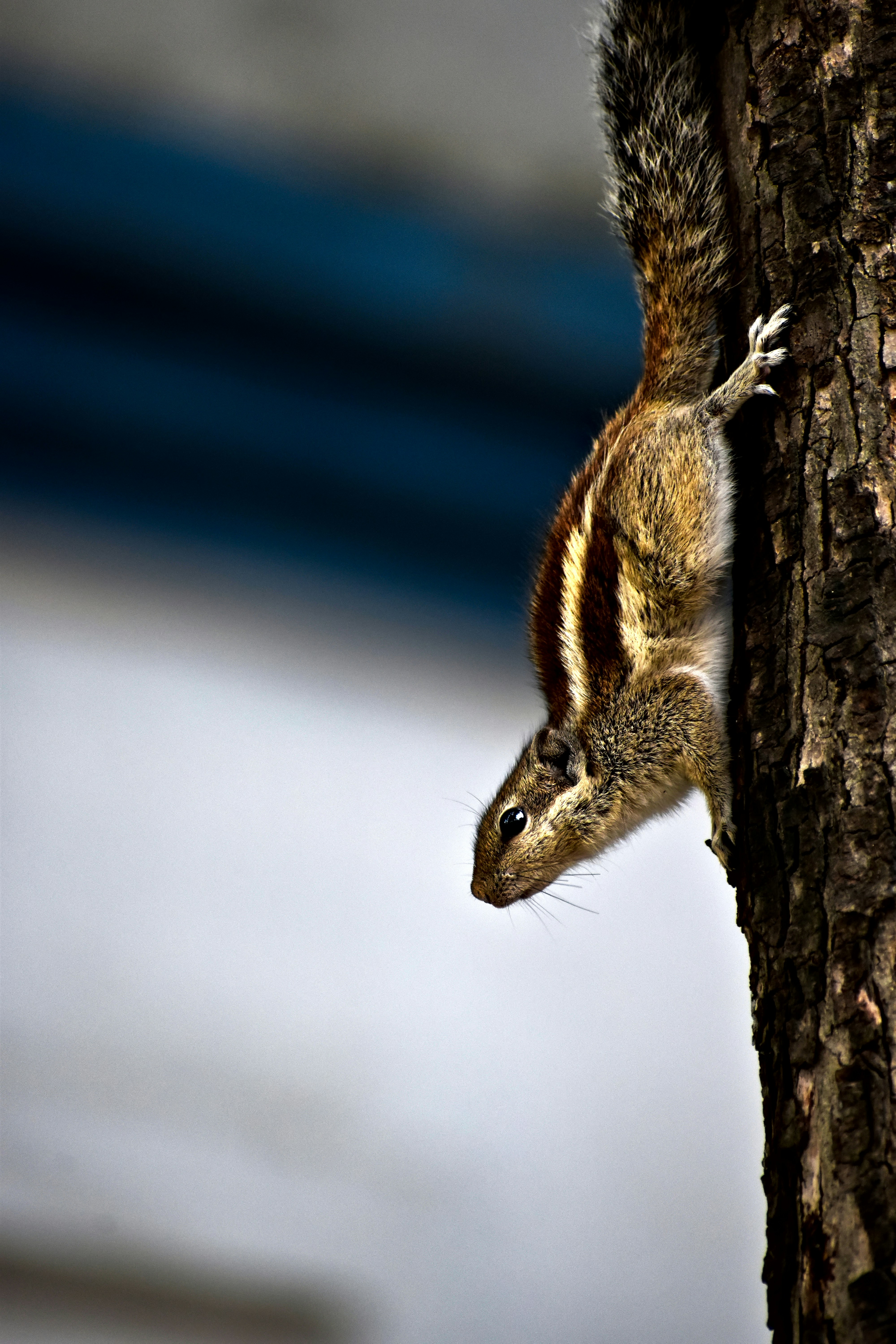 Winter Climb: Squirrel Grips a Snow-Dusted Trunk