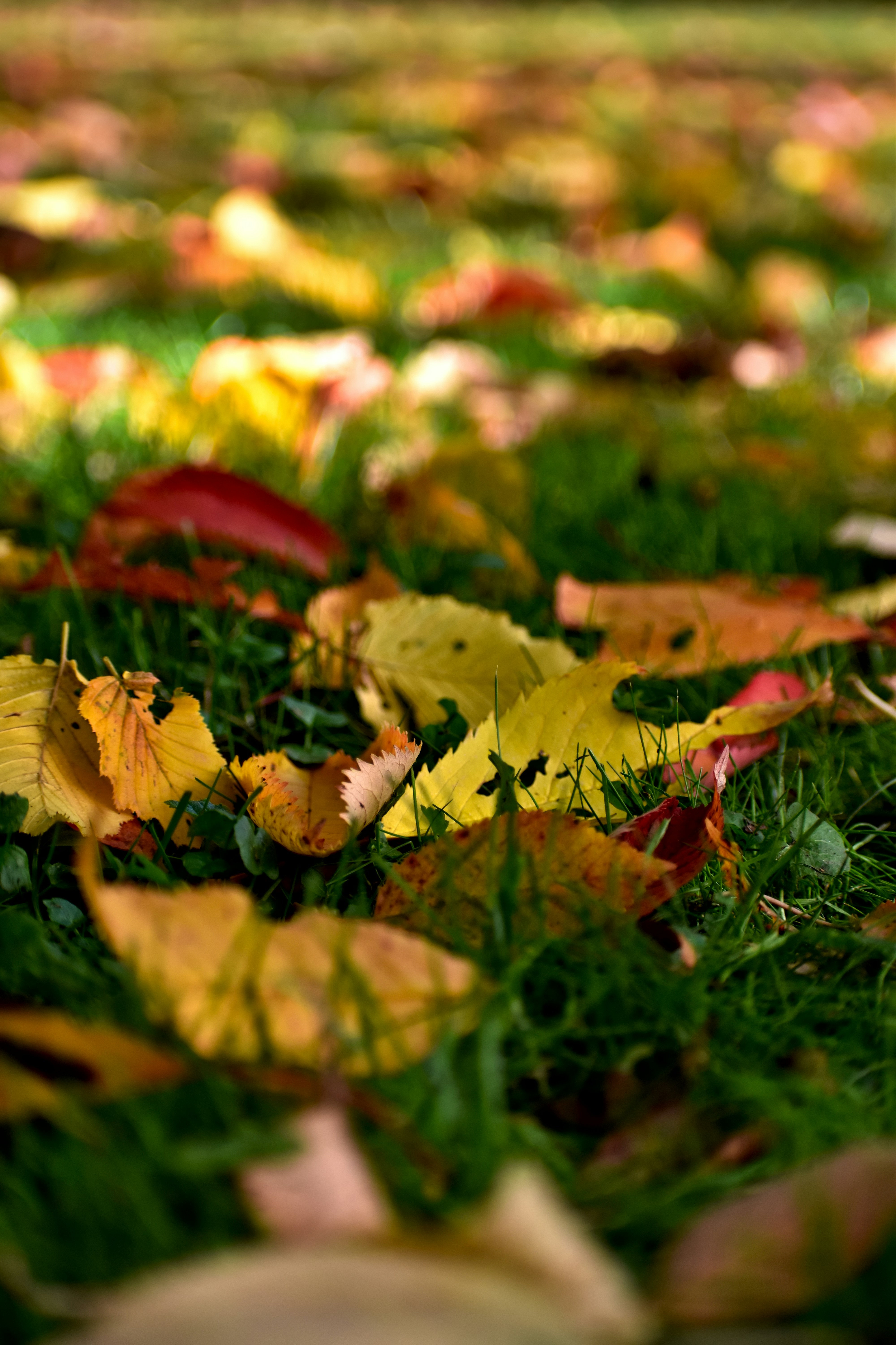 Photo by Sanket Gupta with Nikon D5600