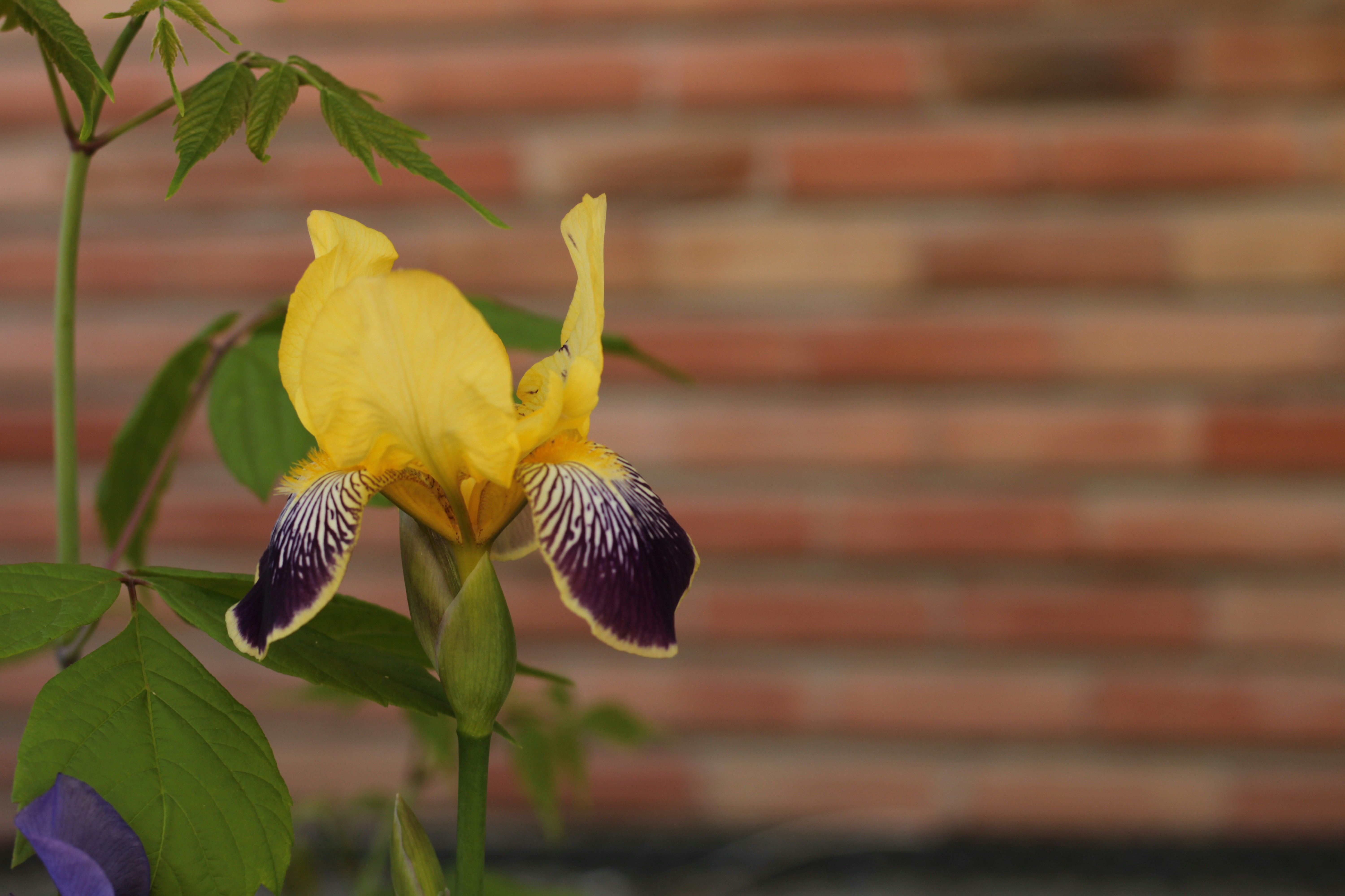 Yellow Iris Against Brick Backdrop: A Quiet Bloom in Focus