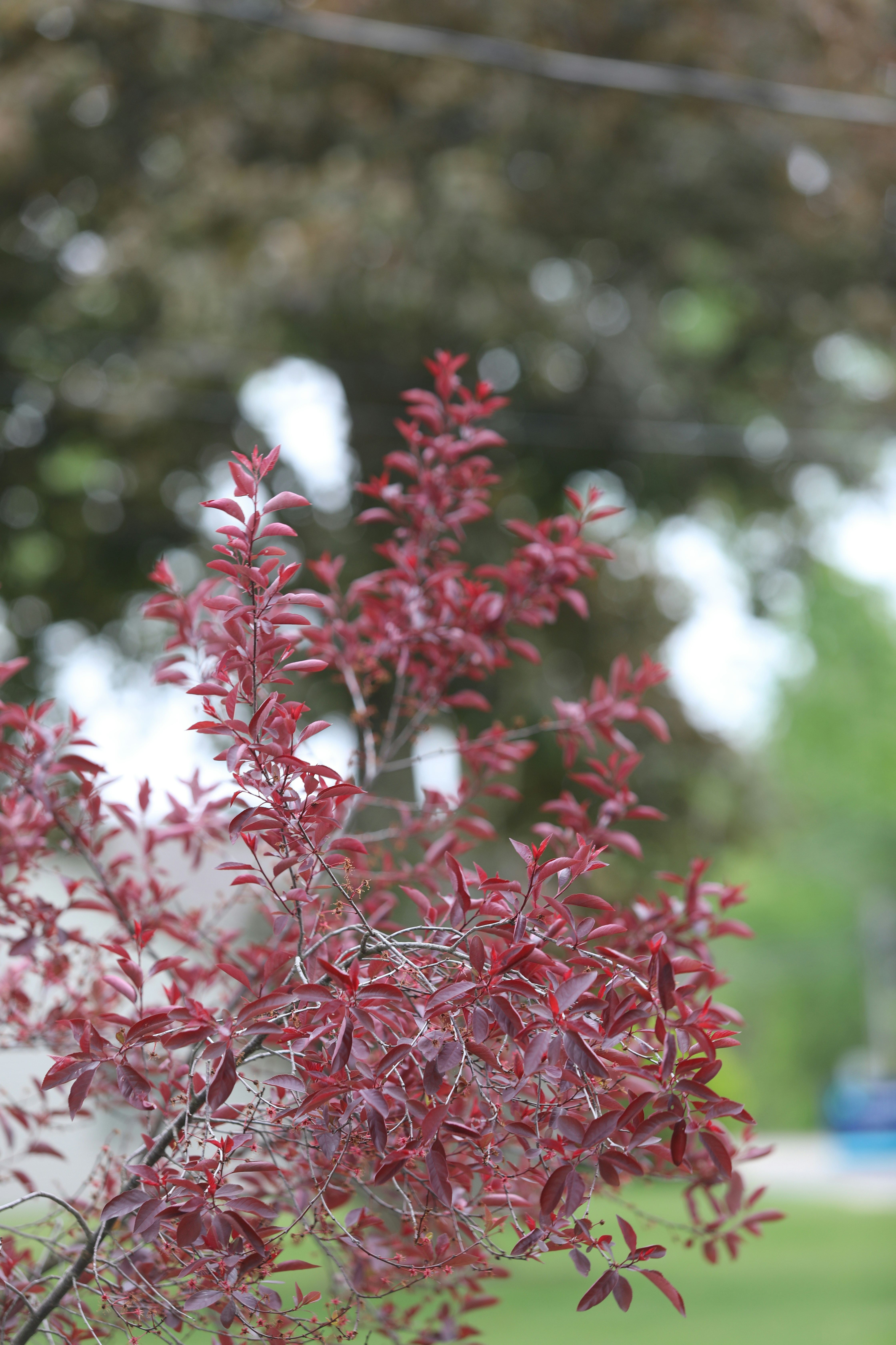 Crimson Sprigs in a Velvet Bokeh Backdrop