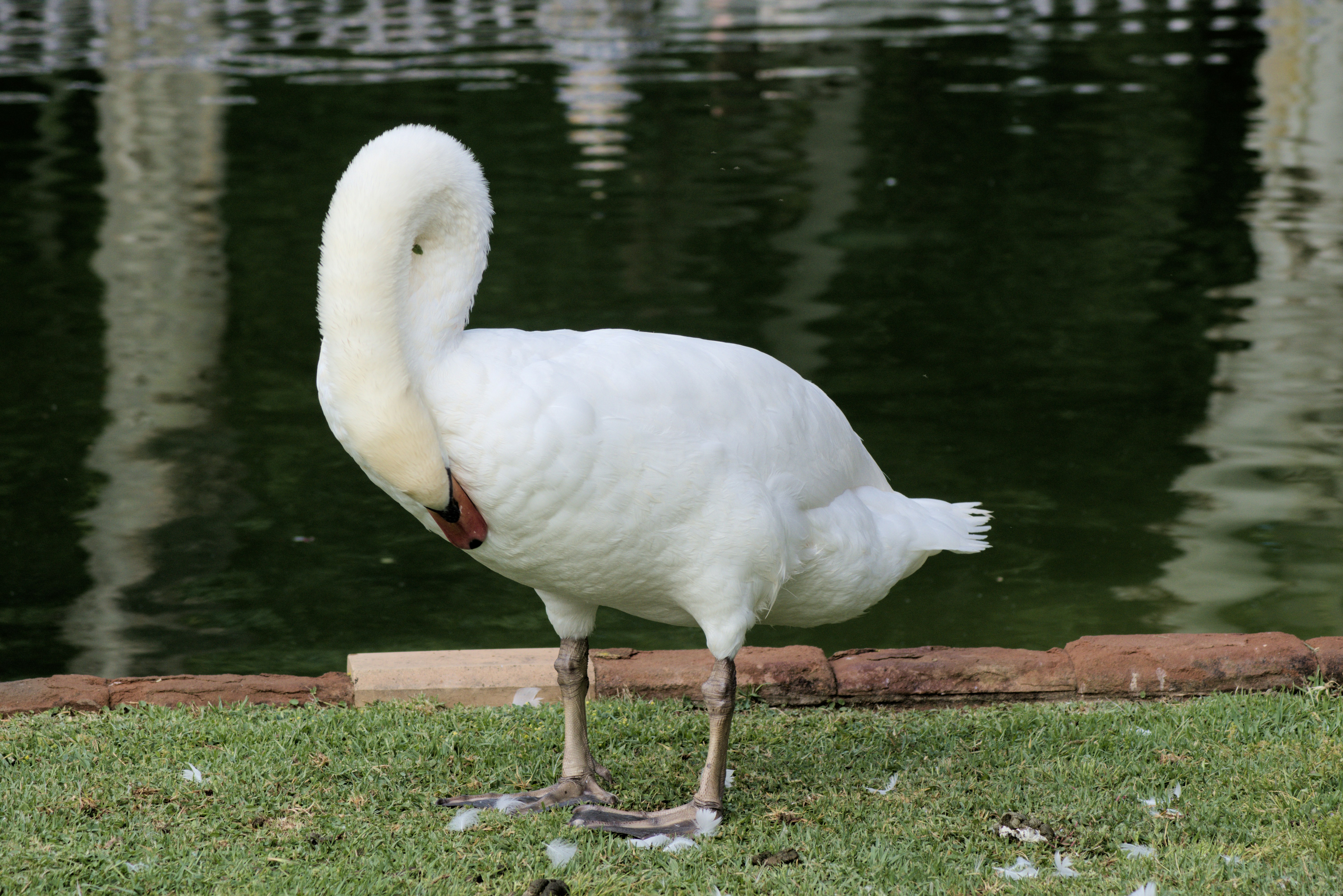 Preening Swan at the Park's Edge