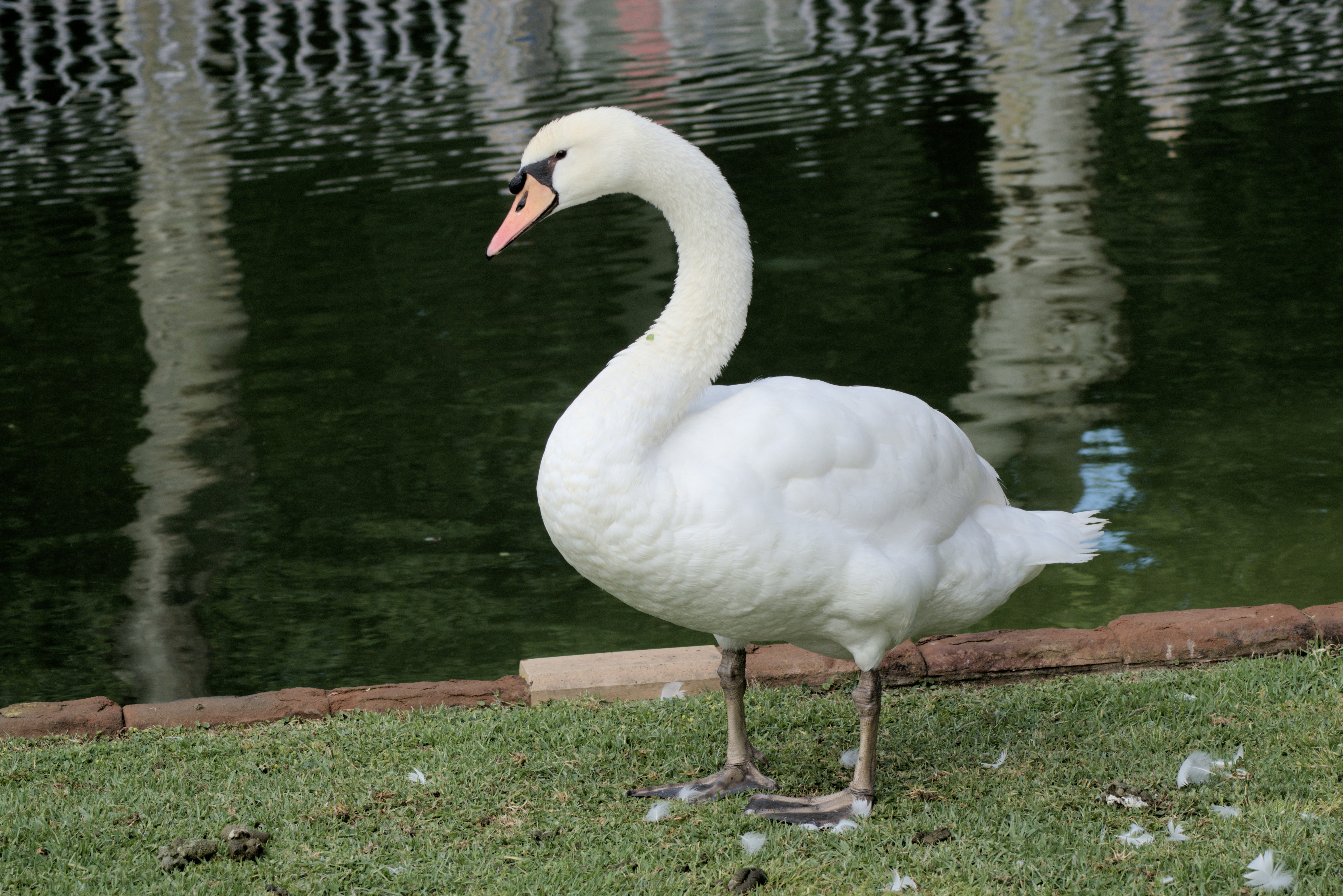 Lone White Swan at the Pond's Edge: Quiet Grace on the Grass