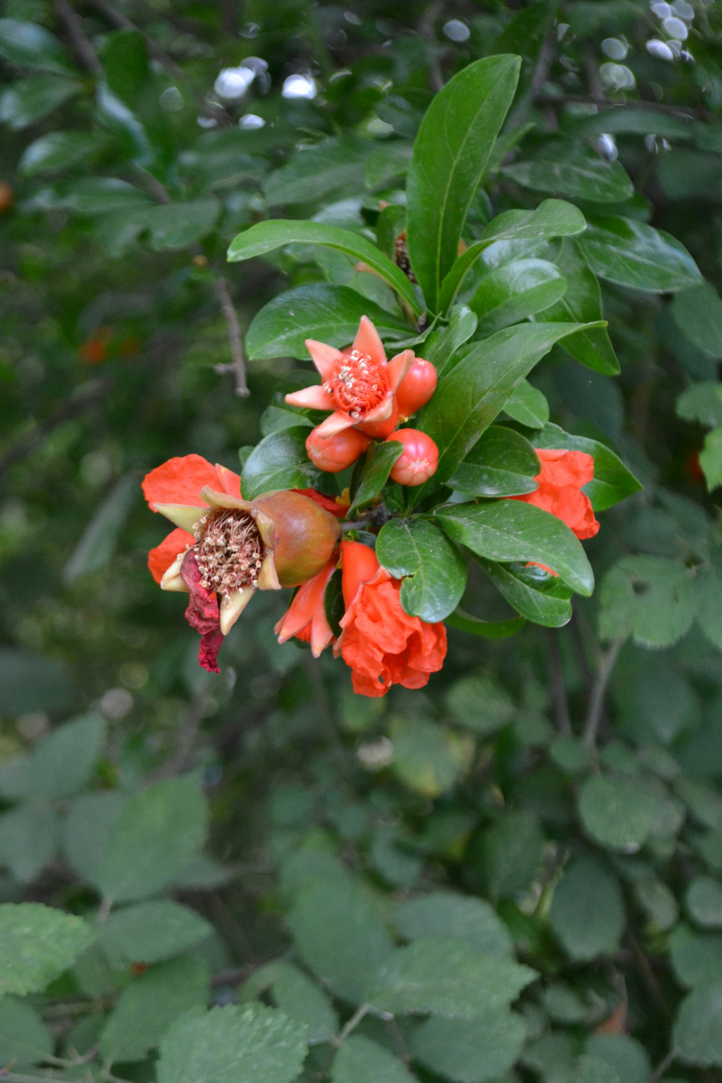 Crimson Pomegranate Bloom Emerges from Glossy Green Foliage