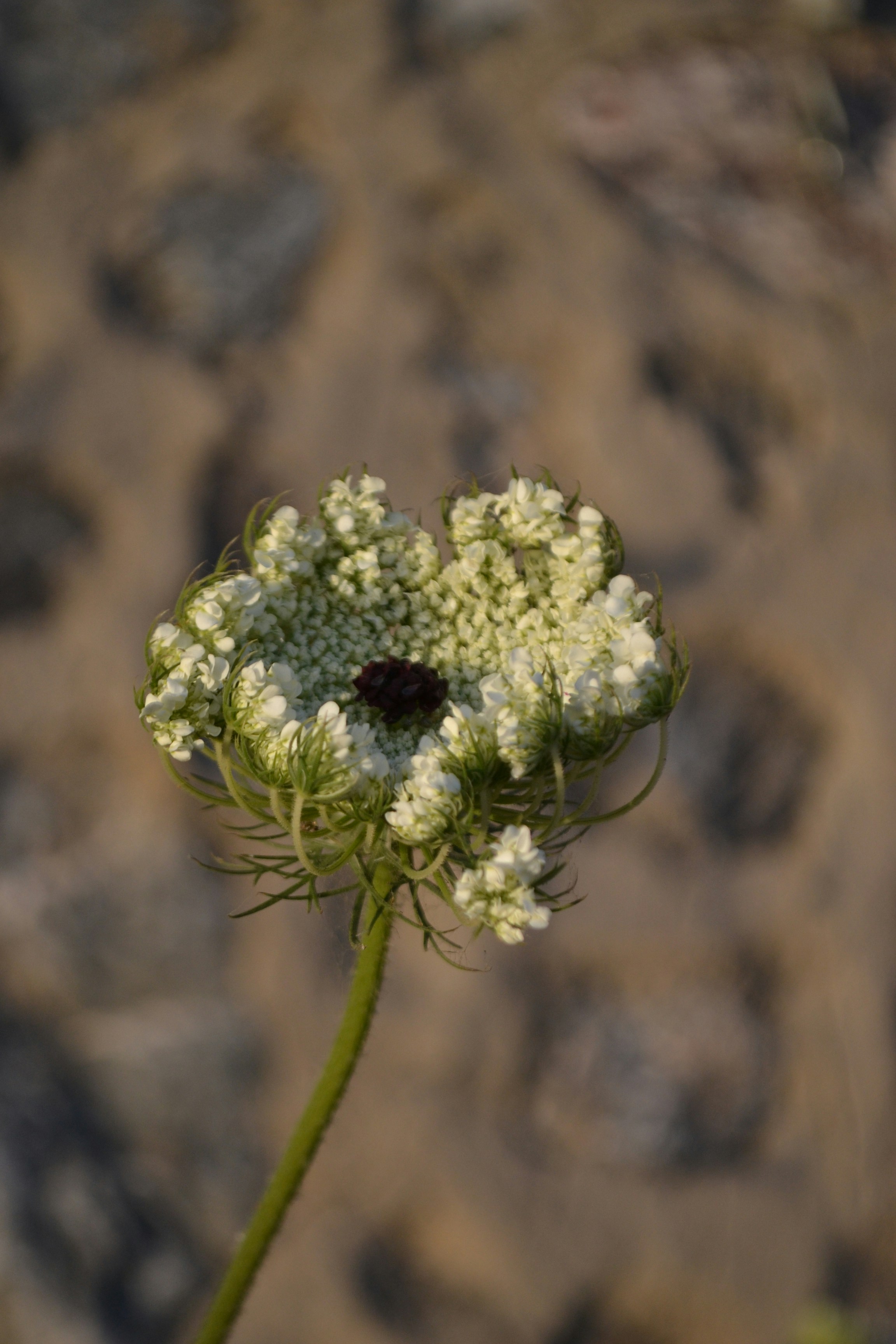 Photo by liliia with Nikon D3100