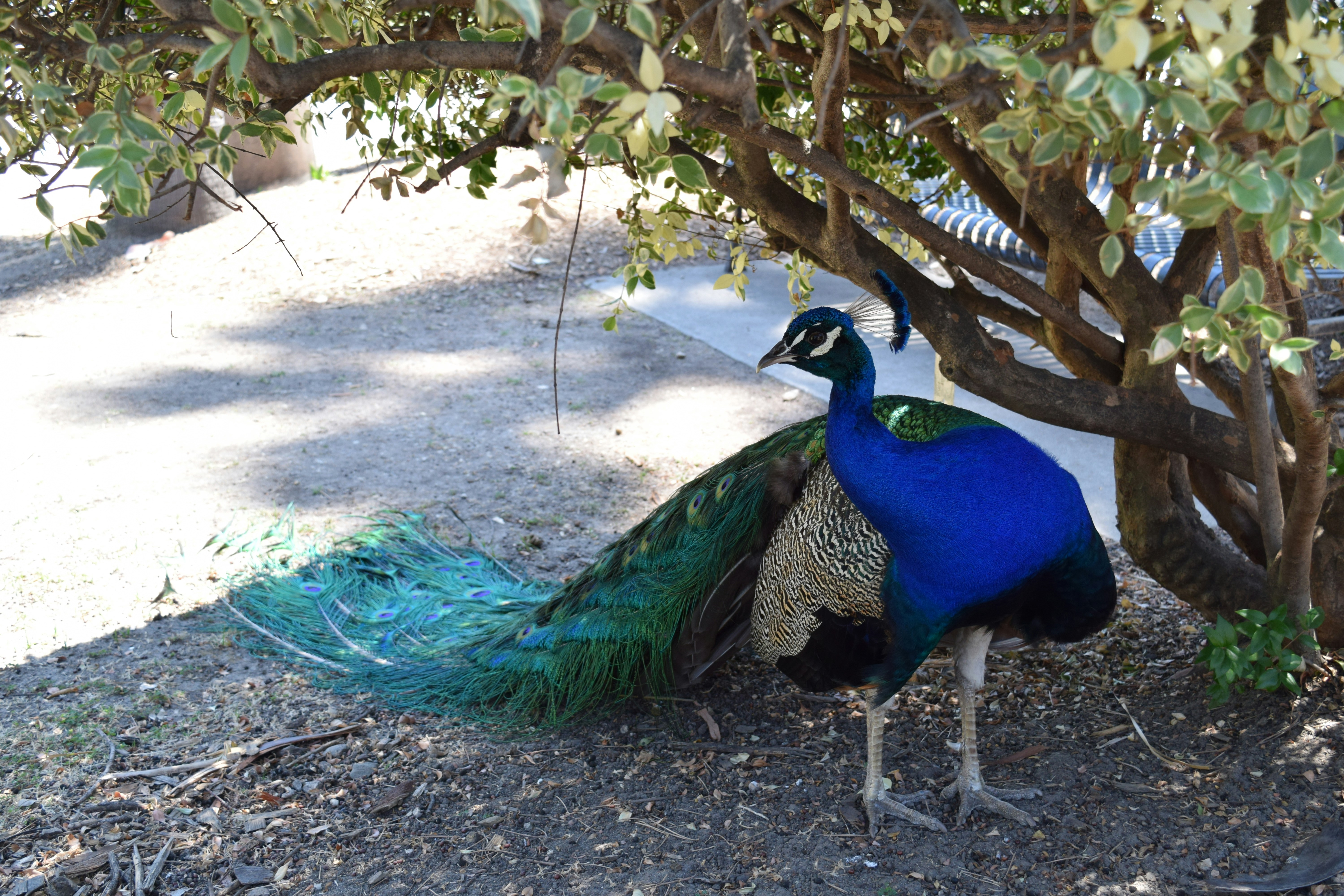 Peacock resting serenely under the shade of a tree with vibrant plumage displayed.