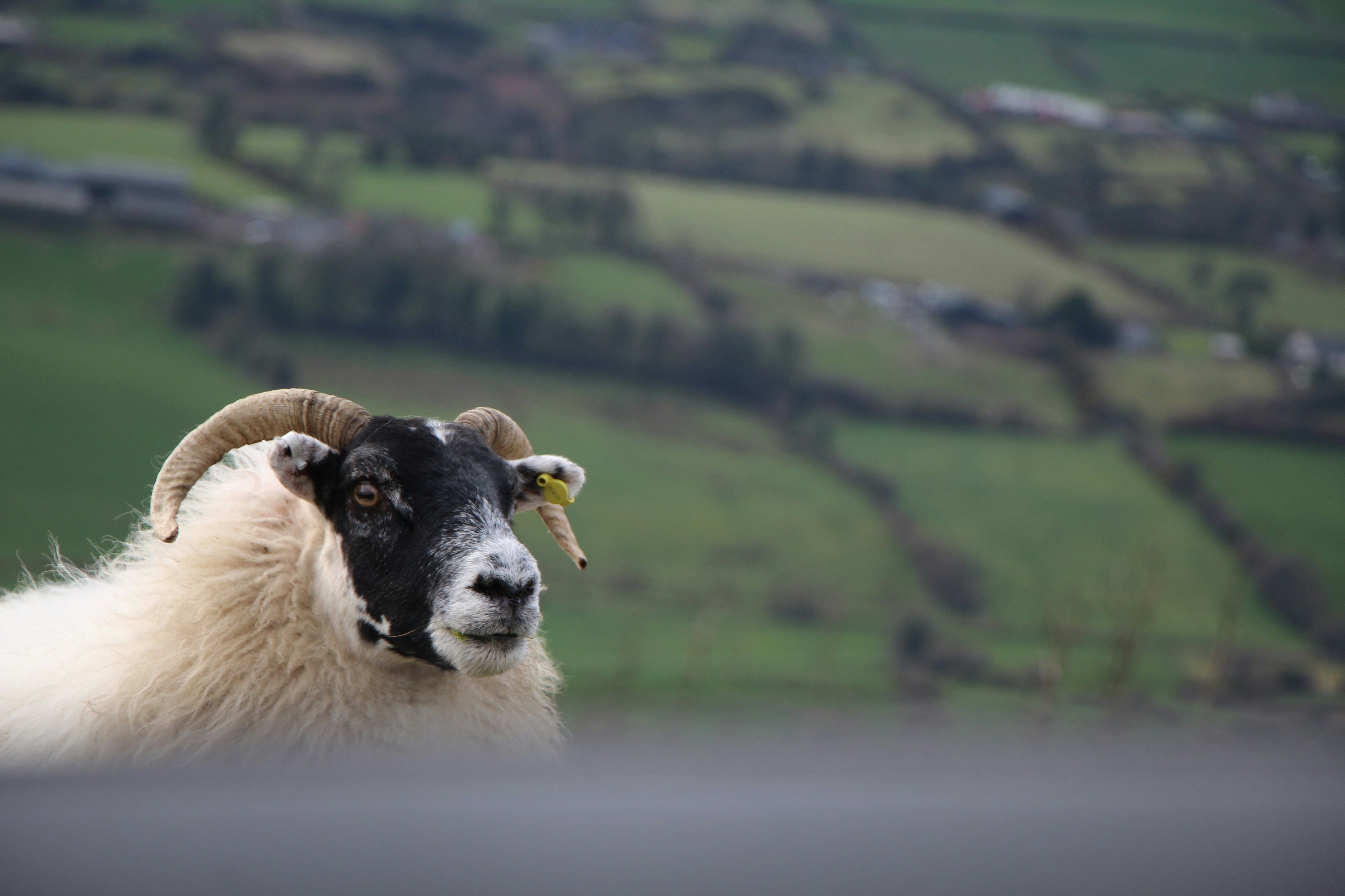 Ram at the Gate: A Quiet Portrait from the Rolling Field