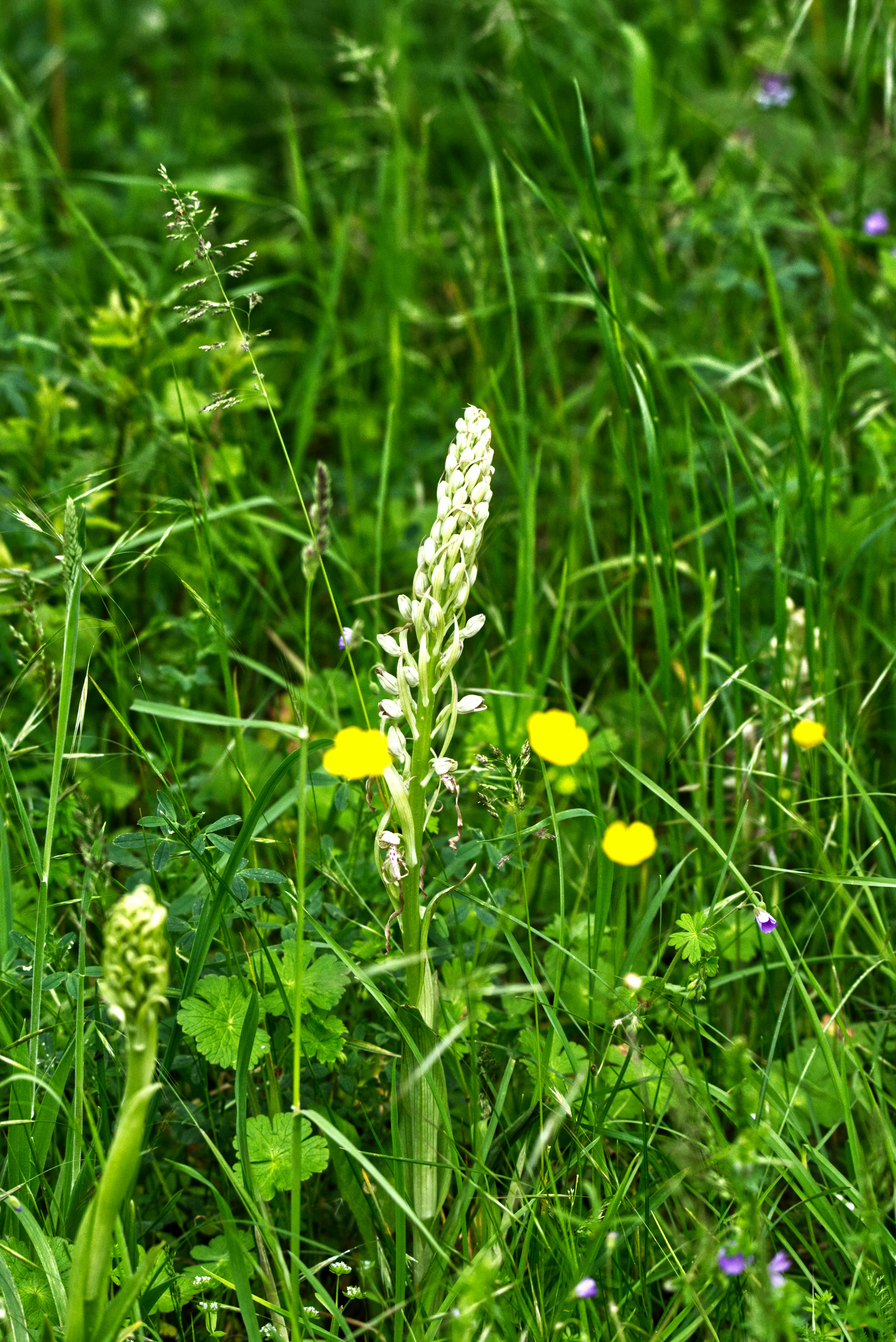 A bunch of flowers that are in the grass photo – Free Yellow Image on ...
