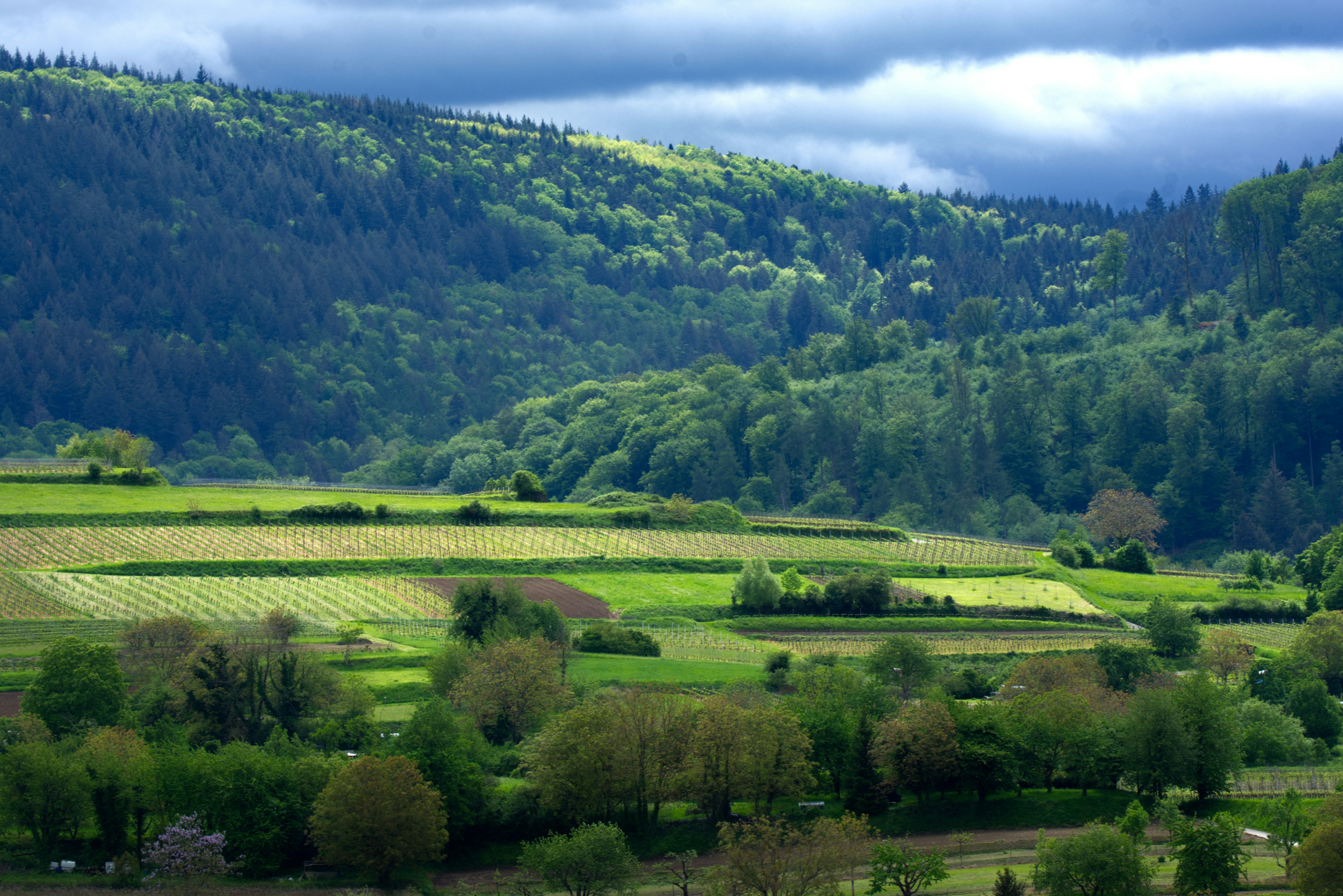 A lush green hillside covered in lots of trees photo – Free Forest ...
