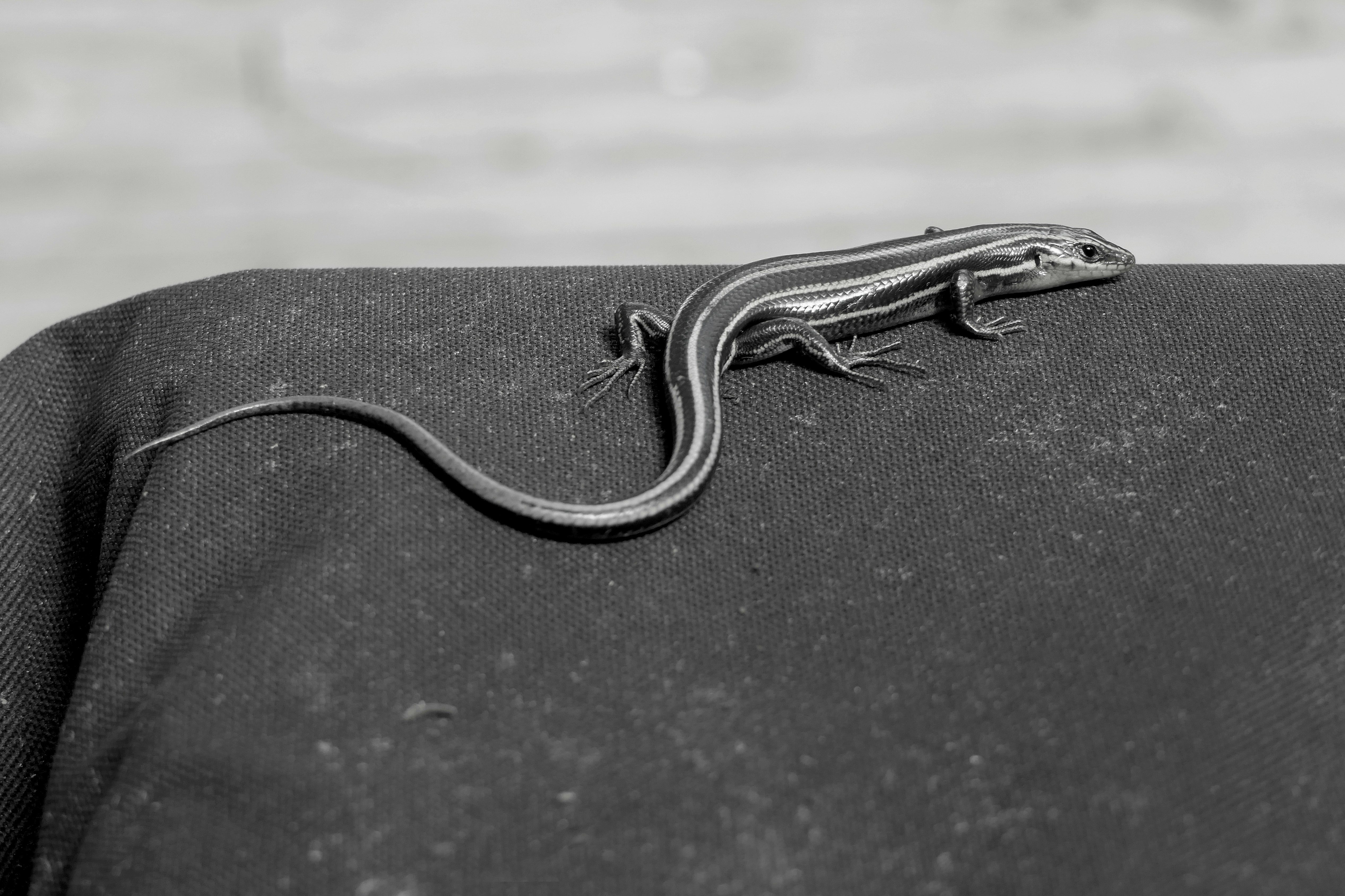 A small lizard crawls along the edge of a textured black surface in grayscale. The shot emphasizes the creature's slender form and subtle patterns.