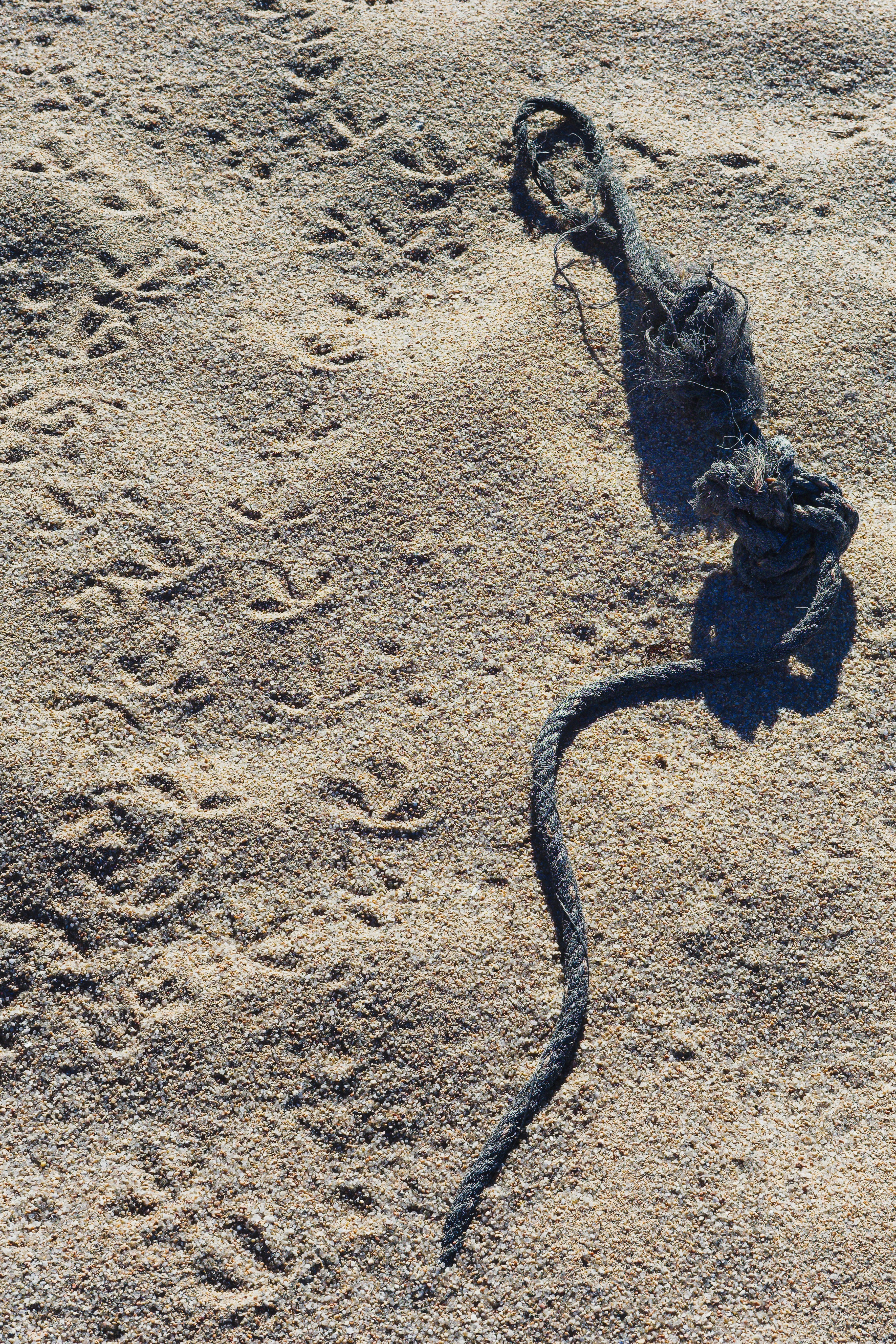 Tether in the Tidal Grain: A Weathered Rope on Sunlit Sand