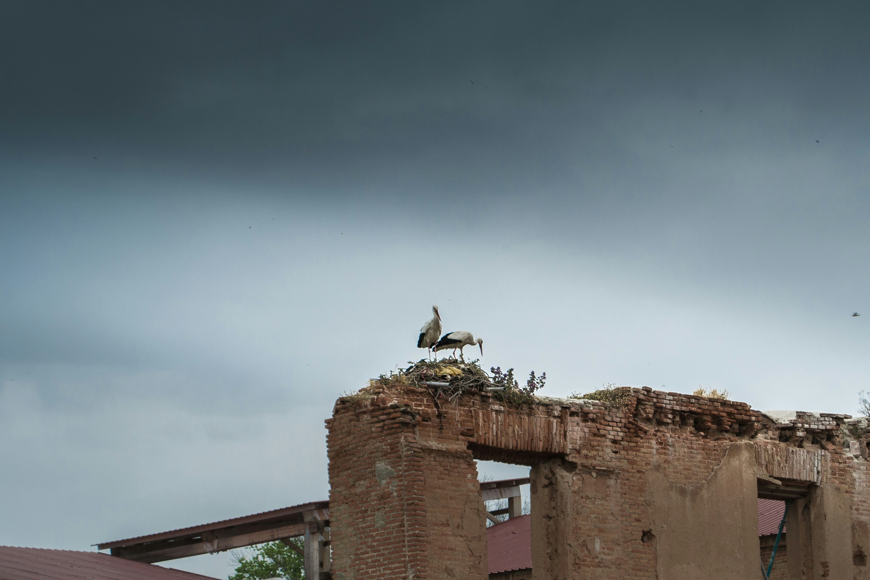 Two White Herons Perch atop a Weathered Brick Ruin Under a Moody Sky