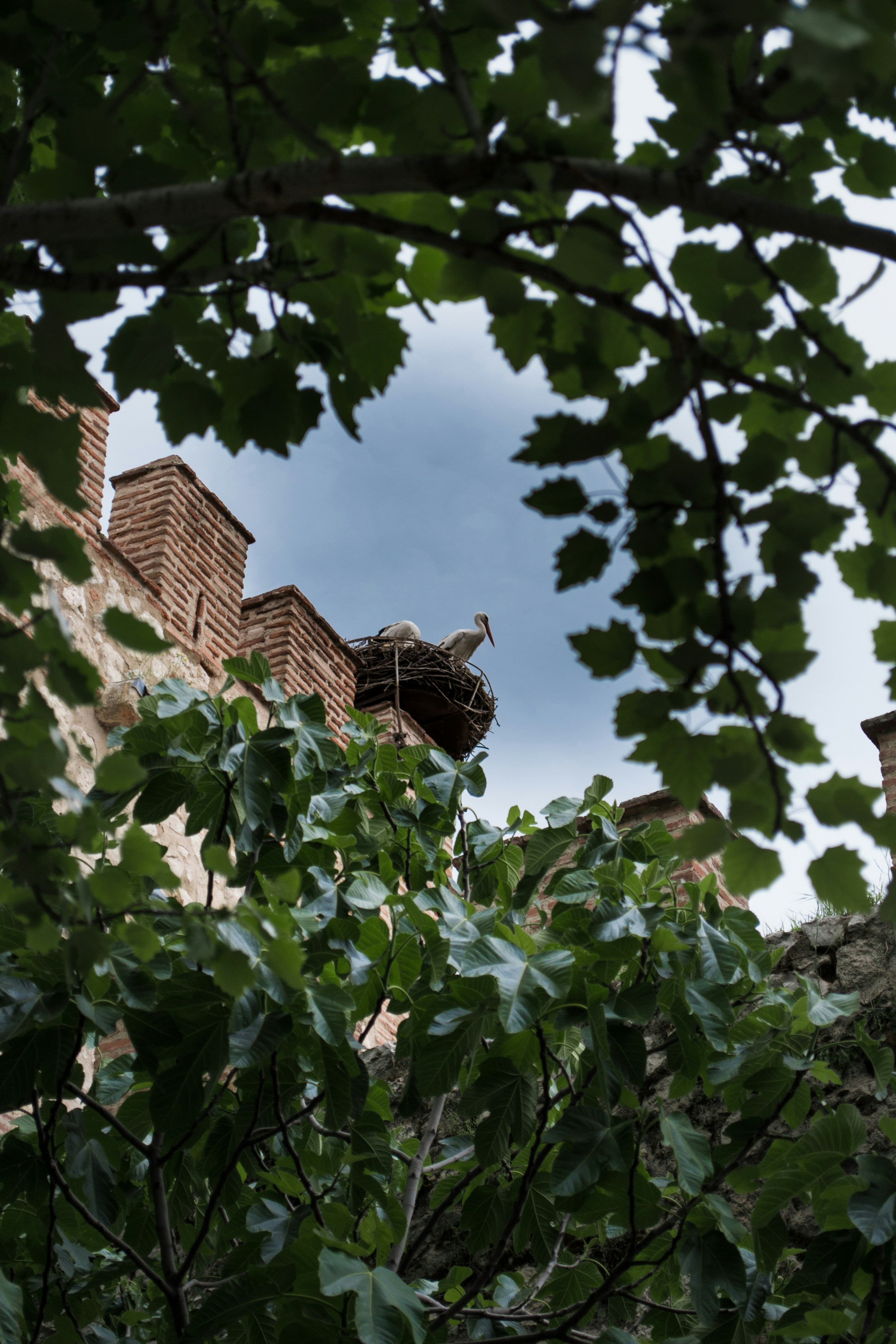 Stork's Brick-Wall Nest Framed by a Verdant Veil