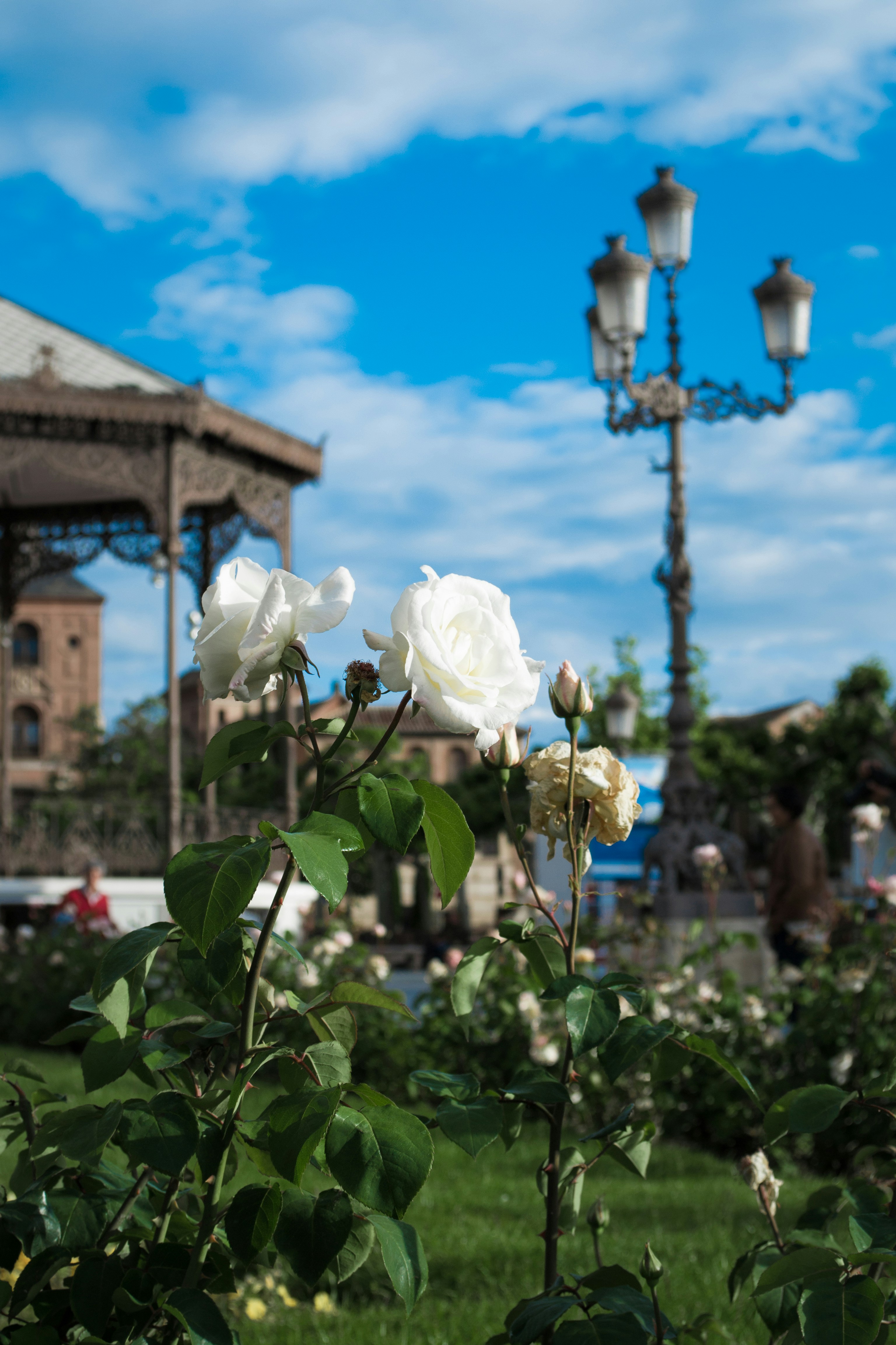 White Roses in a Sunlit Park: Vintage Gazebo and Iron Lanterns in Focus