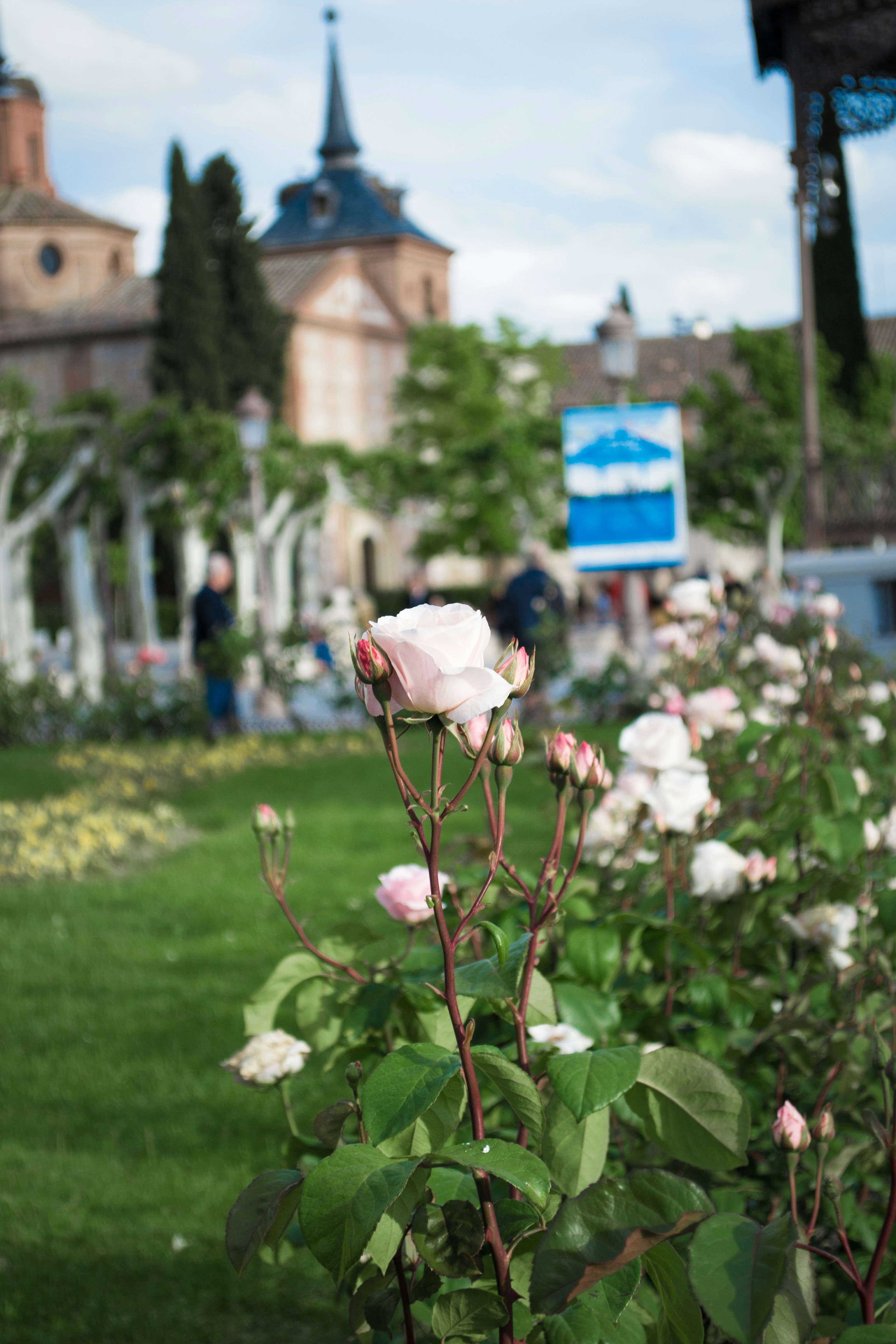 Pink Rose in a Blurred Courtyard: A Garden Portrait Framed by Historic Architecture