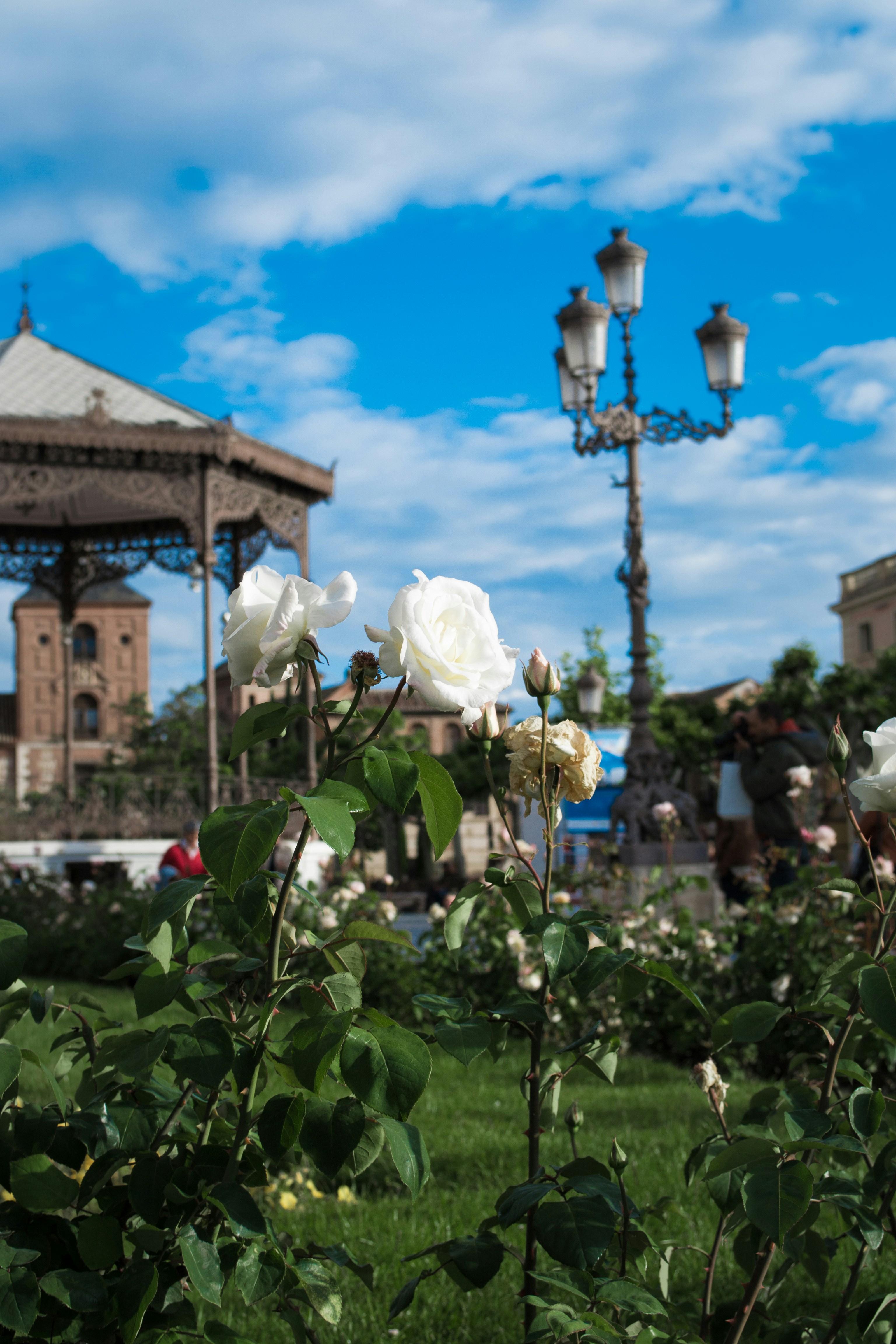 White Roses in the Sunlit City Garden, Framed by a Victorian Gazebo