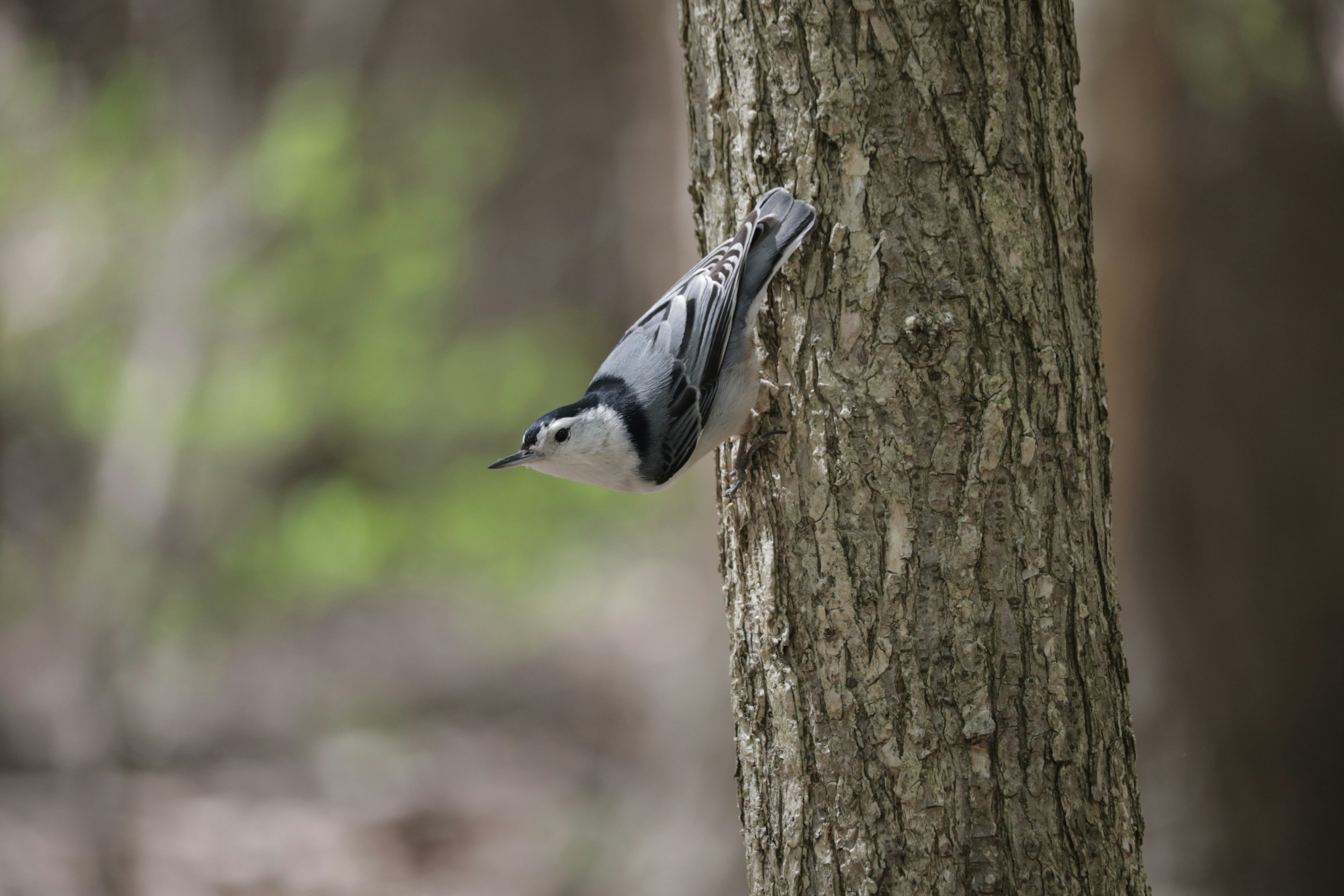On Bark's Edge: White-breasted Nuthatch Clinging to a Forest Trunk