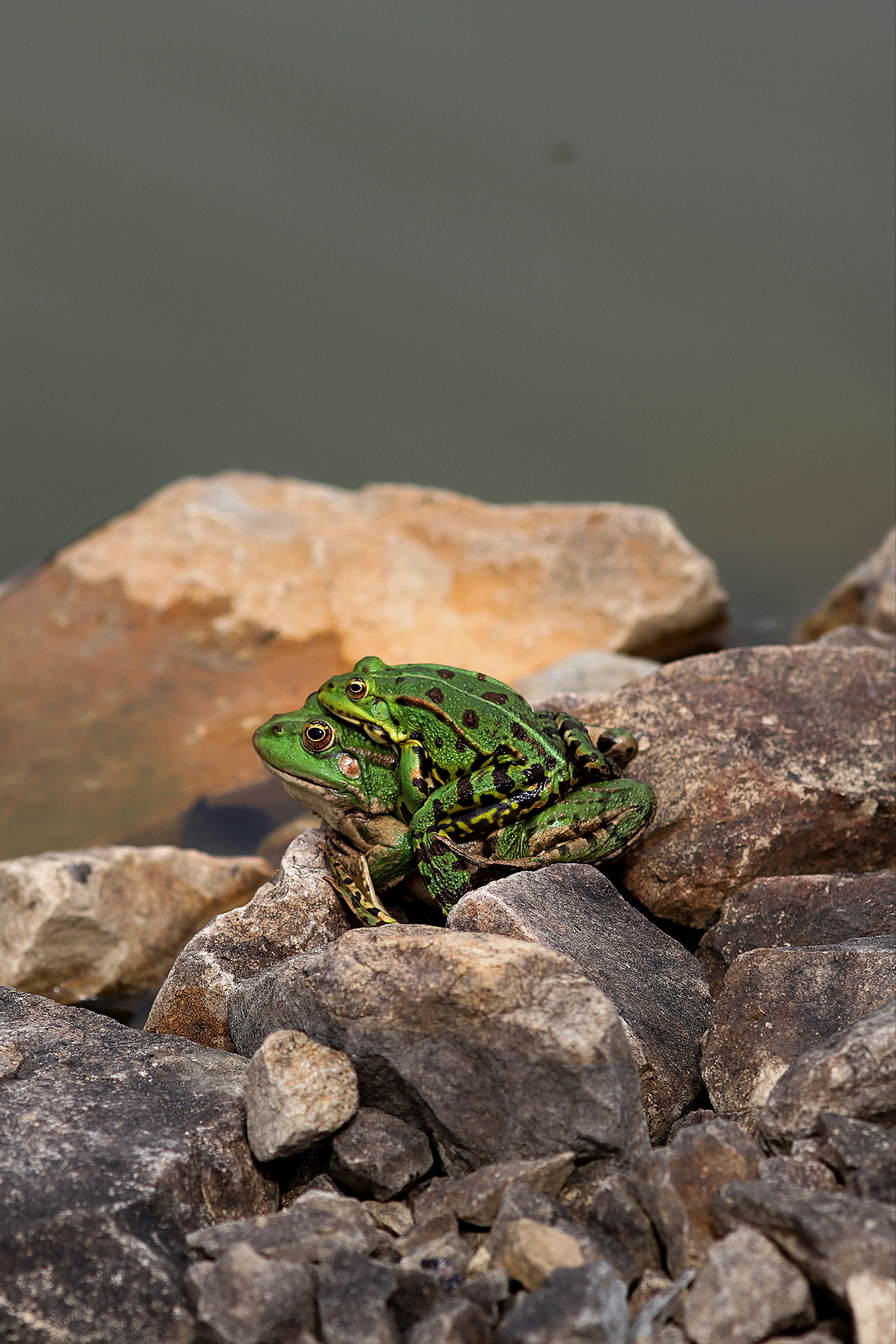 Two green frogs resting on a rocky shoreline beside still water, showcasing their vibrant colors and textures.