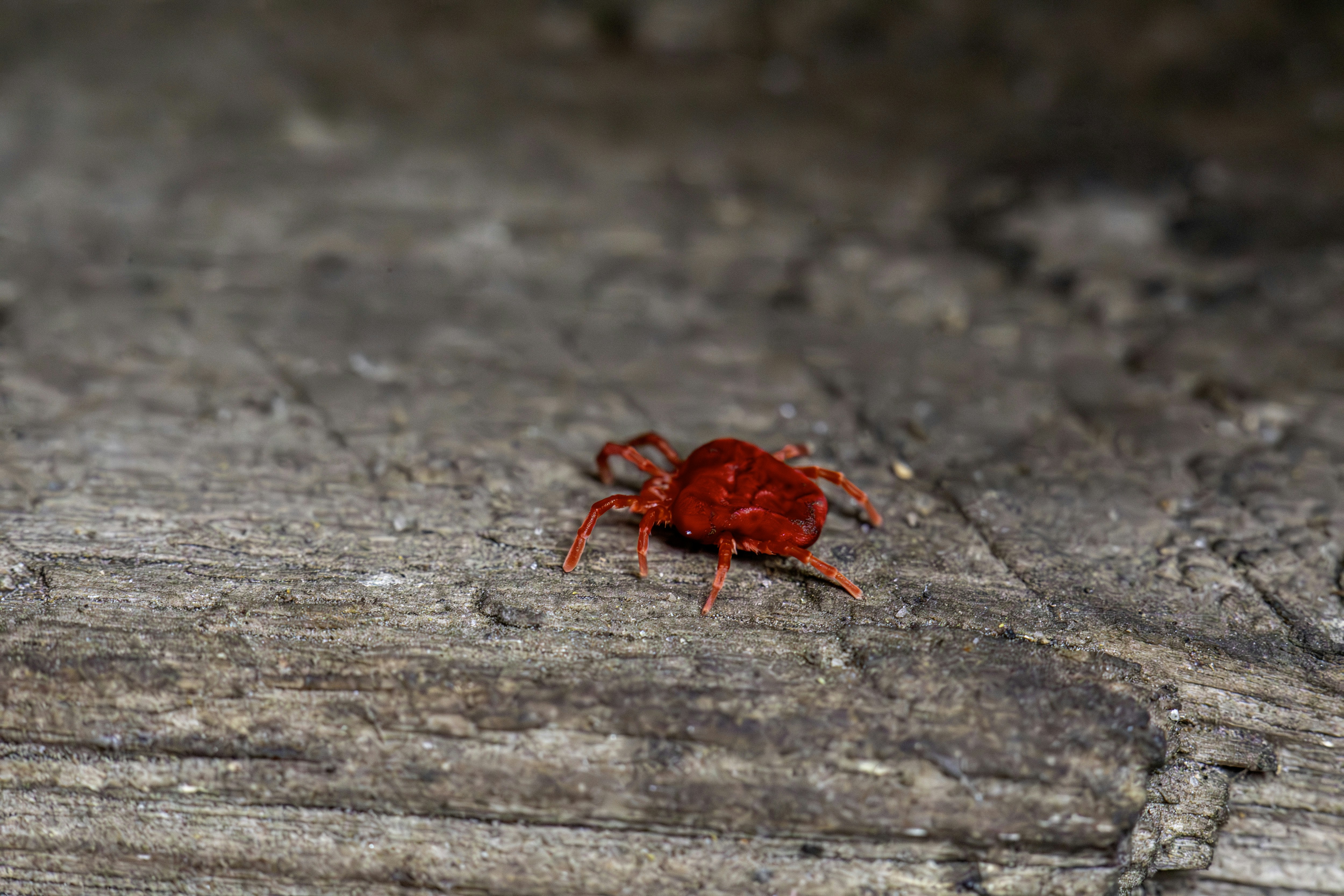 A red bug sitting on top of a wooden floor photo – Free Animal Image on ...