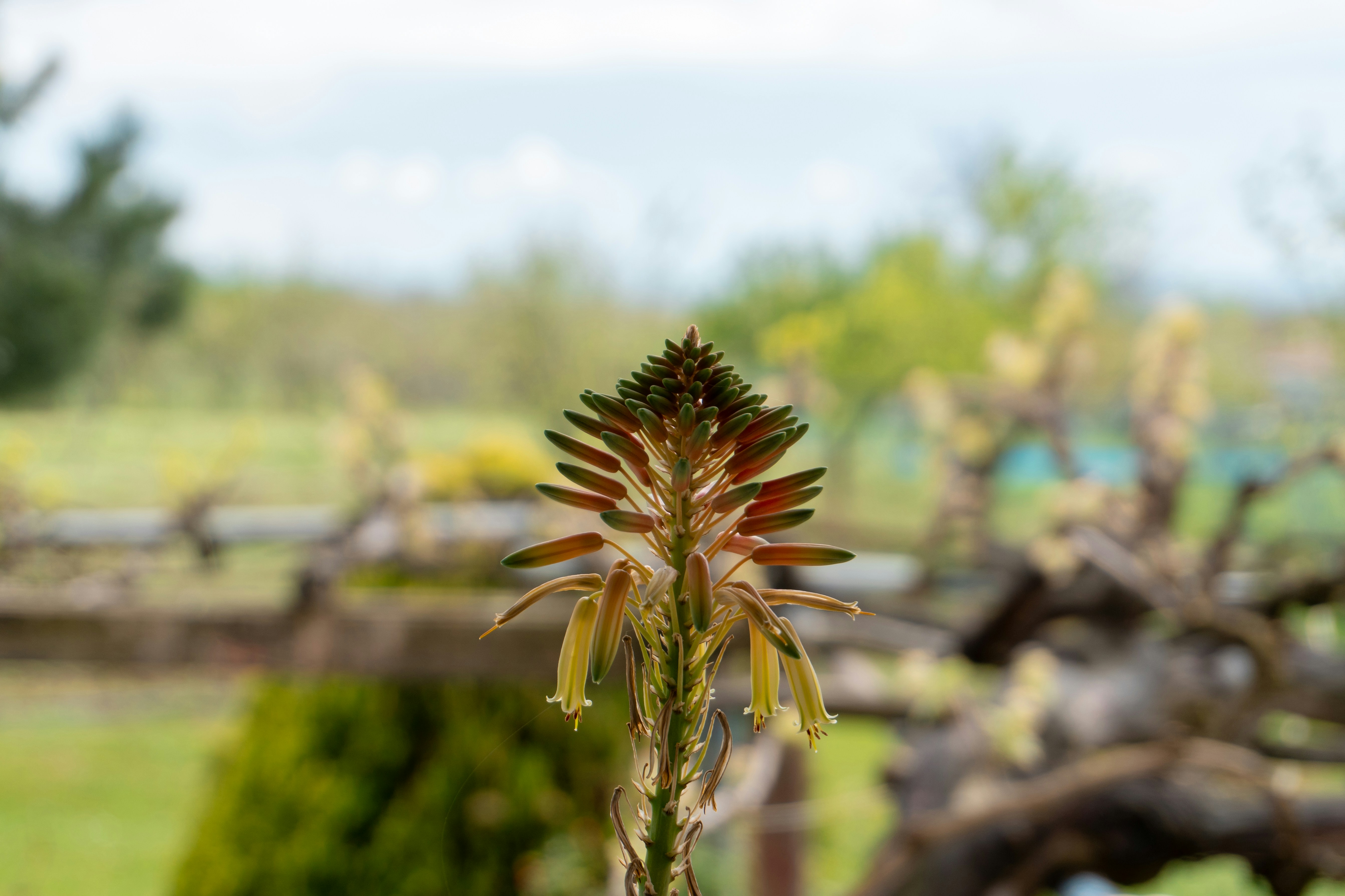 Floral Spike Reaching Toward Spring Sky