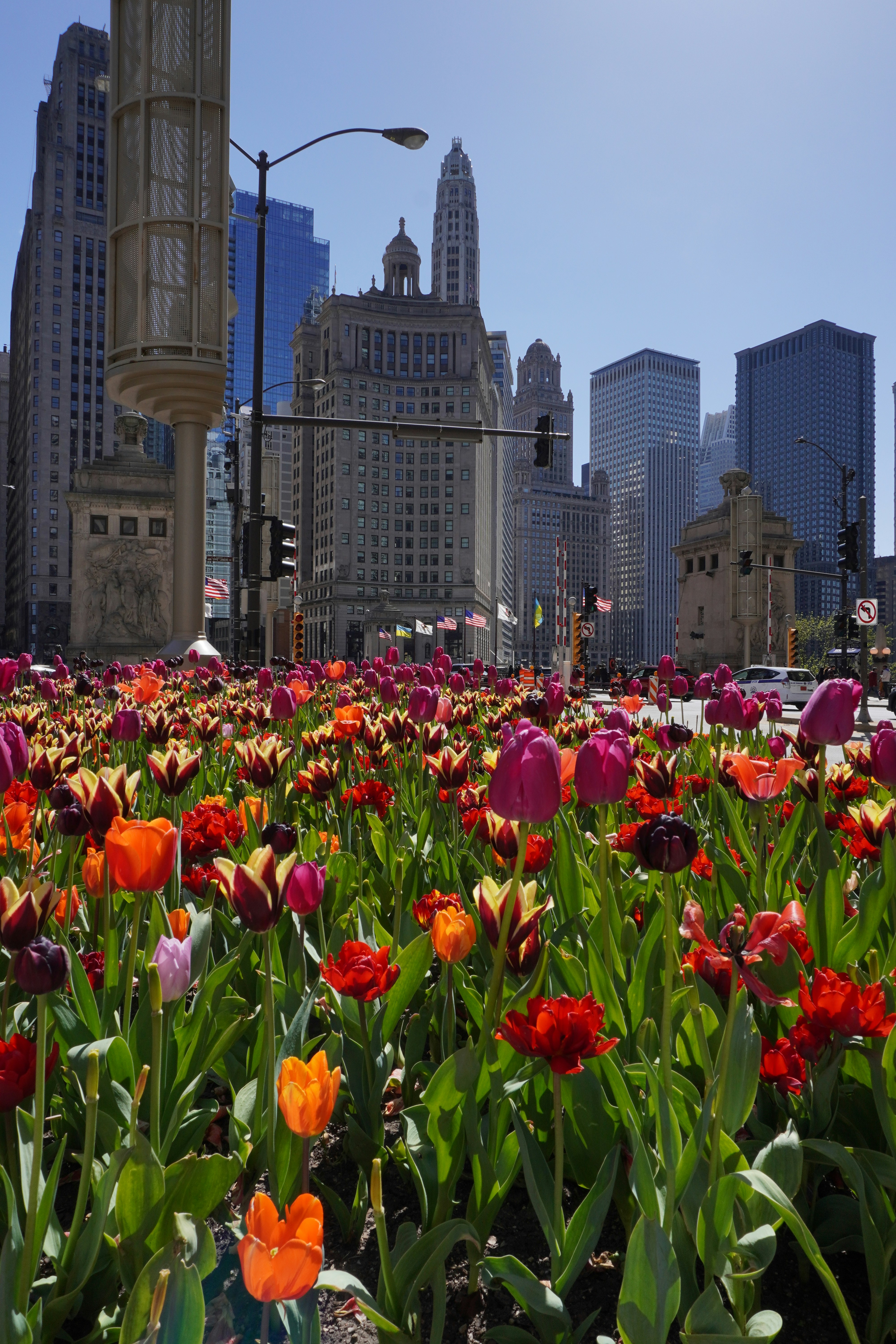A field of tulips in front of a city skyline photo – Free Chicago Image ...