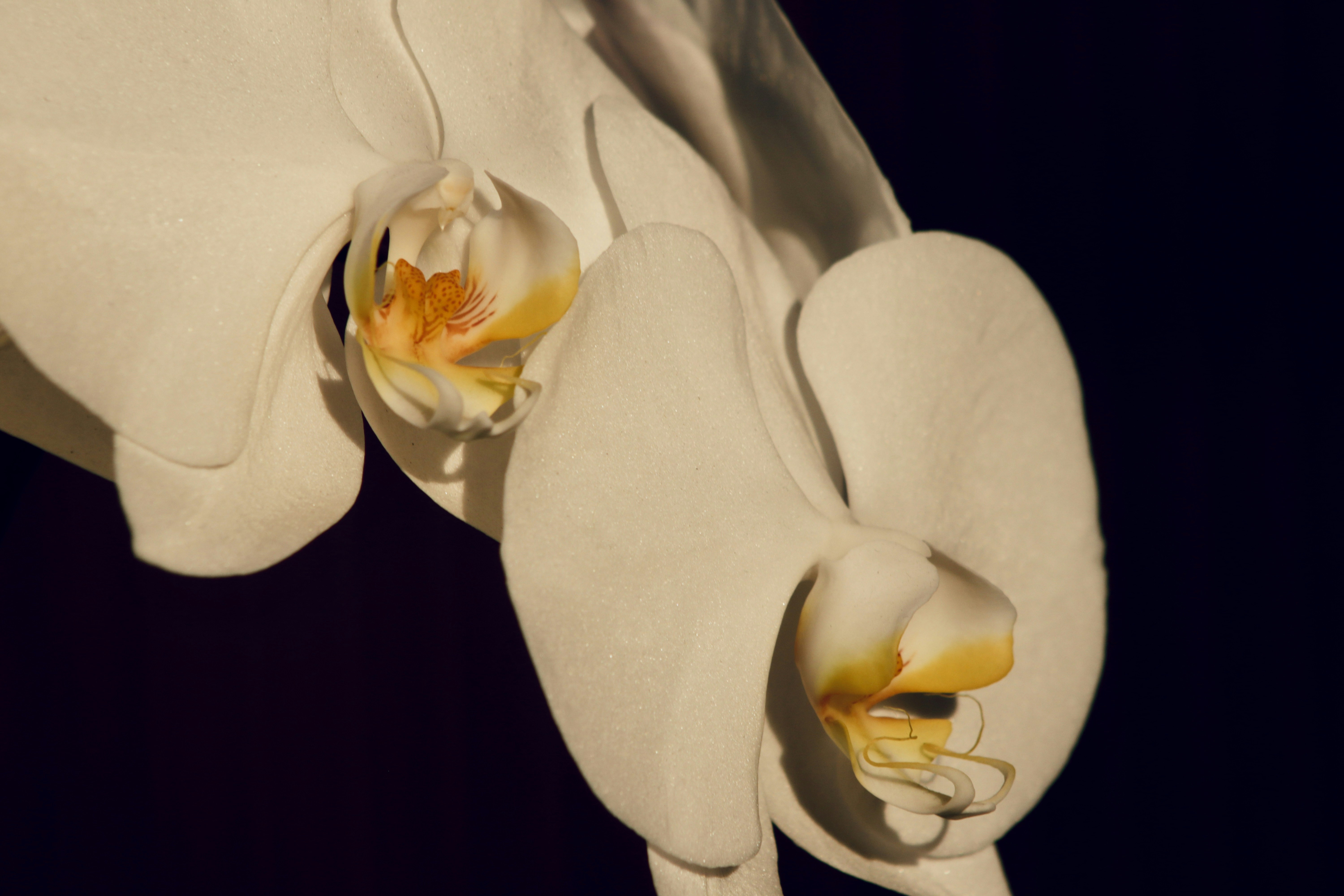 A close up of a white flower on a black background photo – Free ...