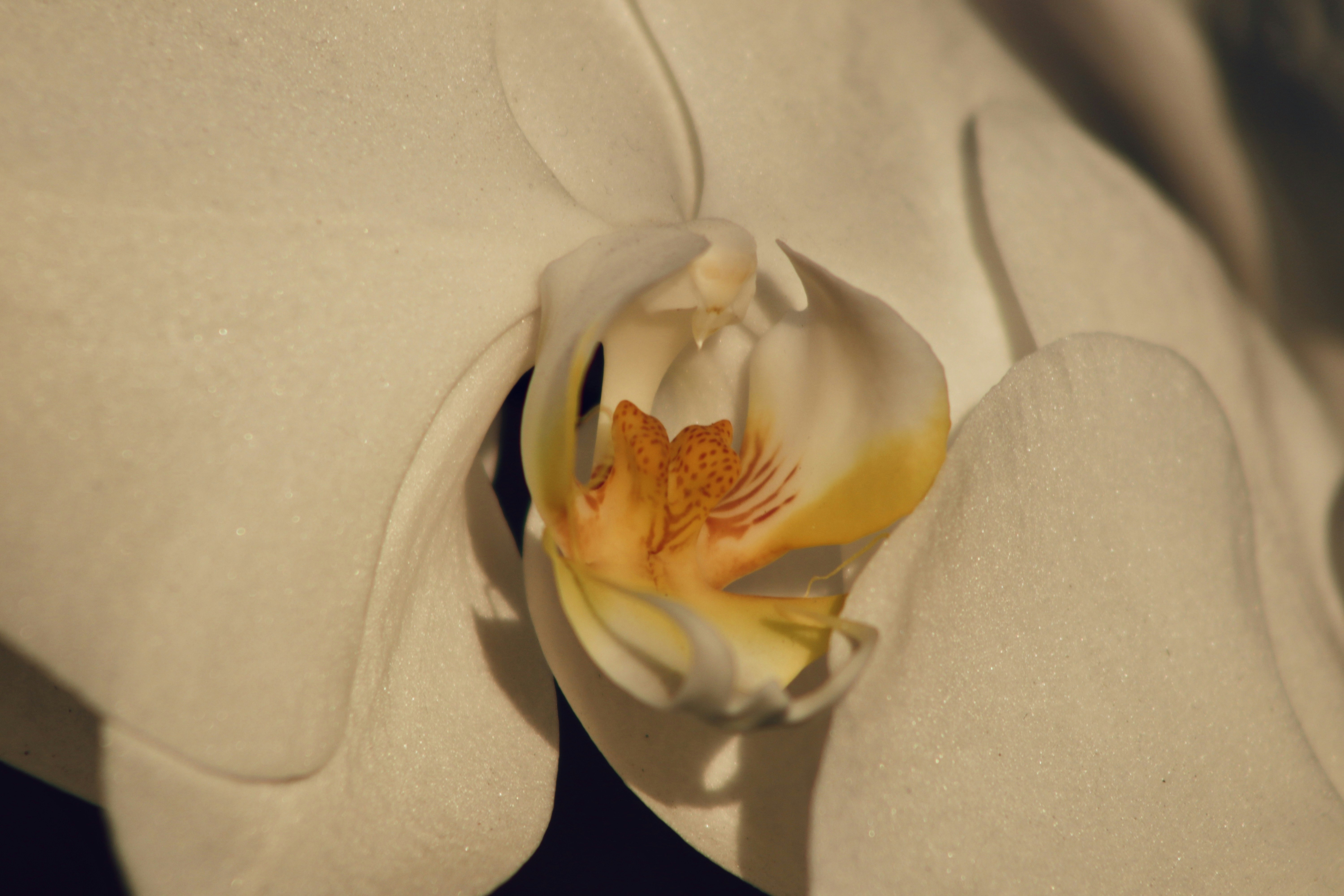 Macro Portrait of a White Orchid: Amber Lip in Quiet Glow