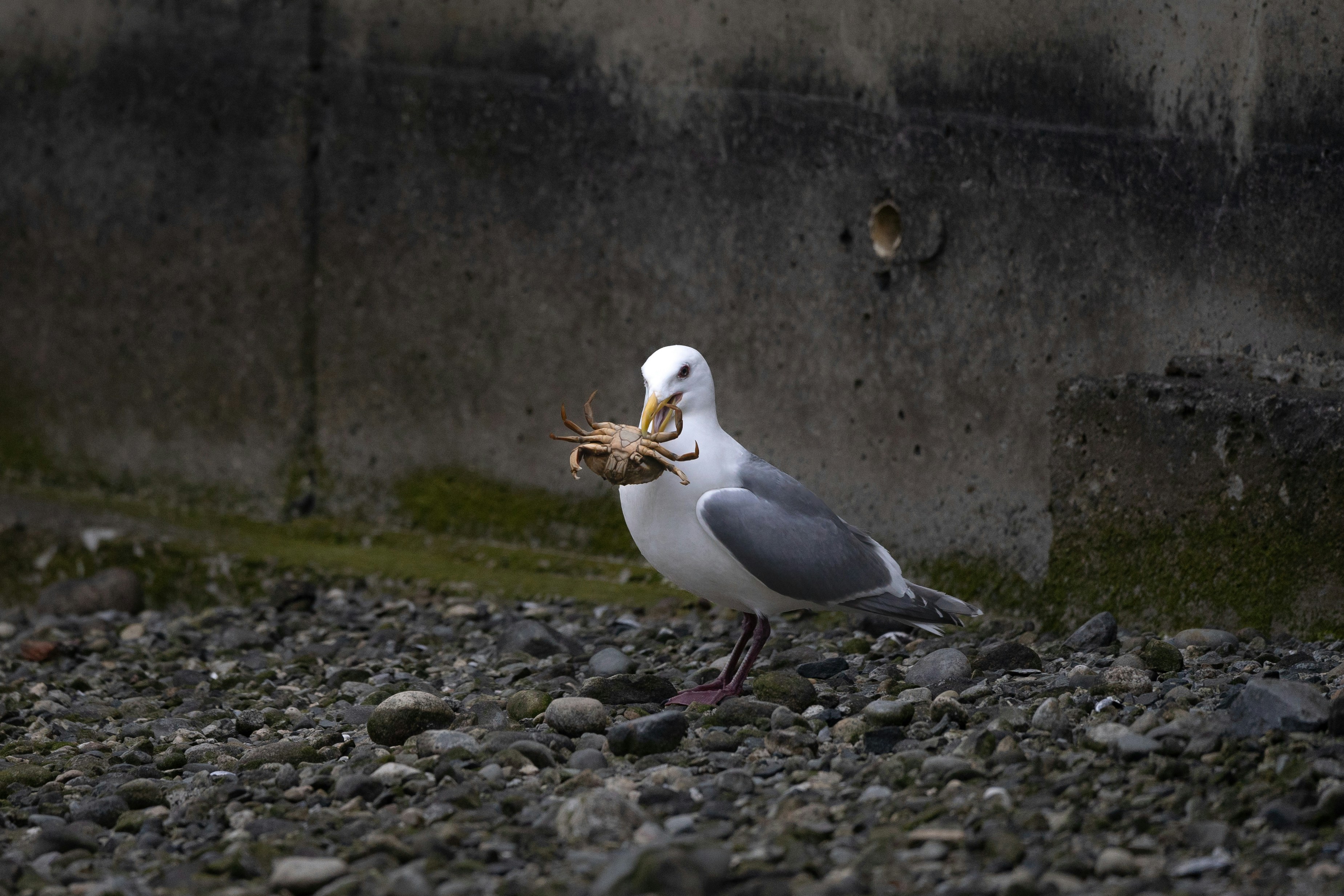 Crustacean Heist by the Pebble Shore