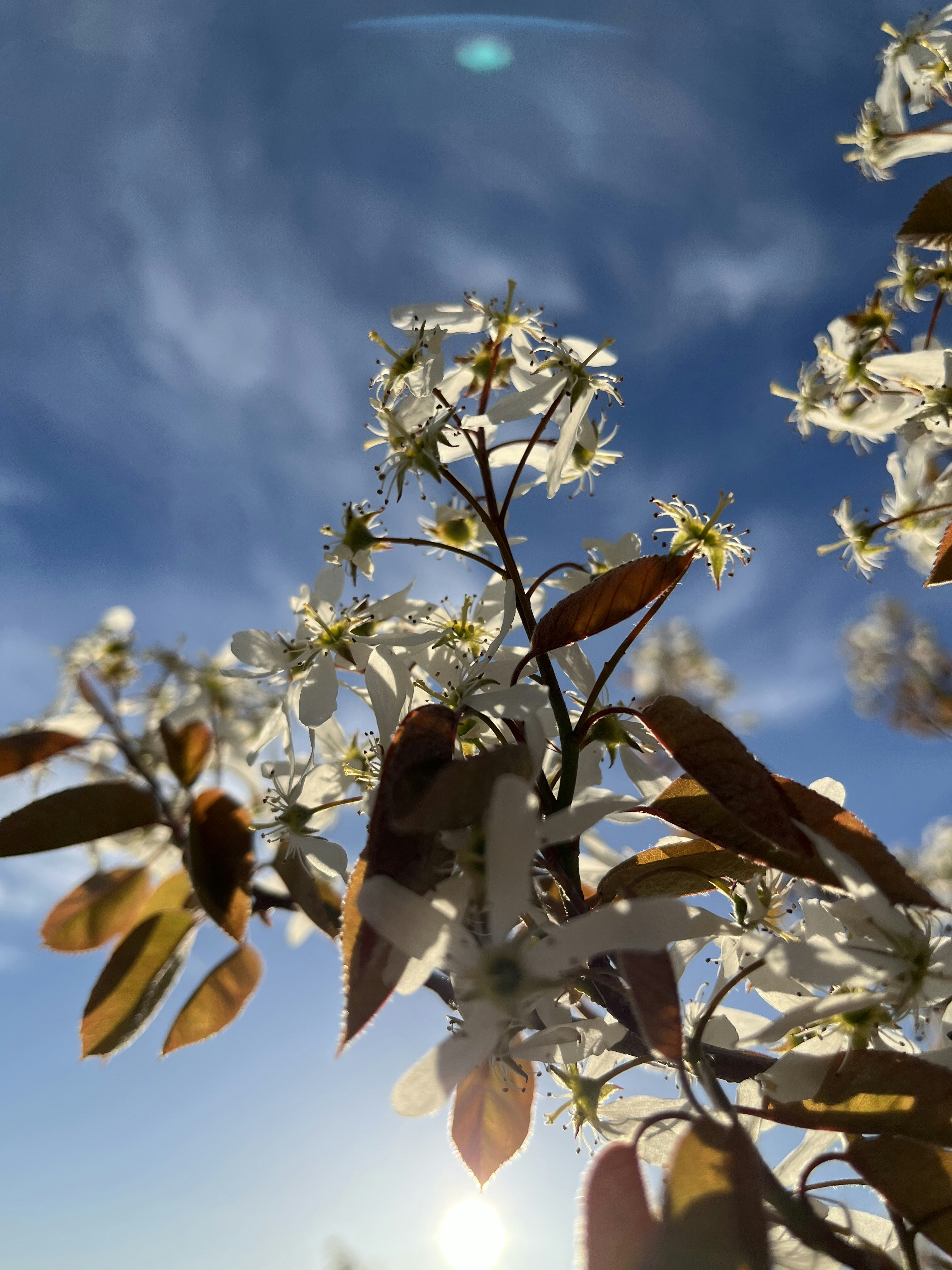 Sunlit Clusters: Blossoms Reach Toward a Blue Sky