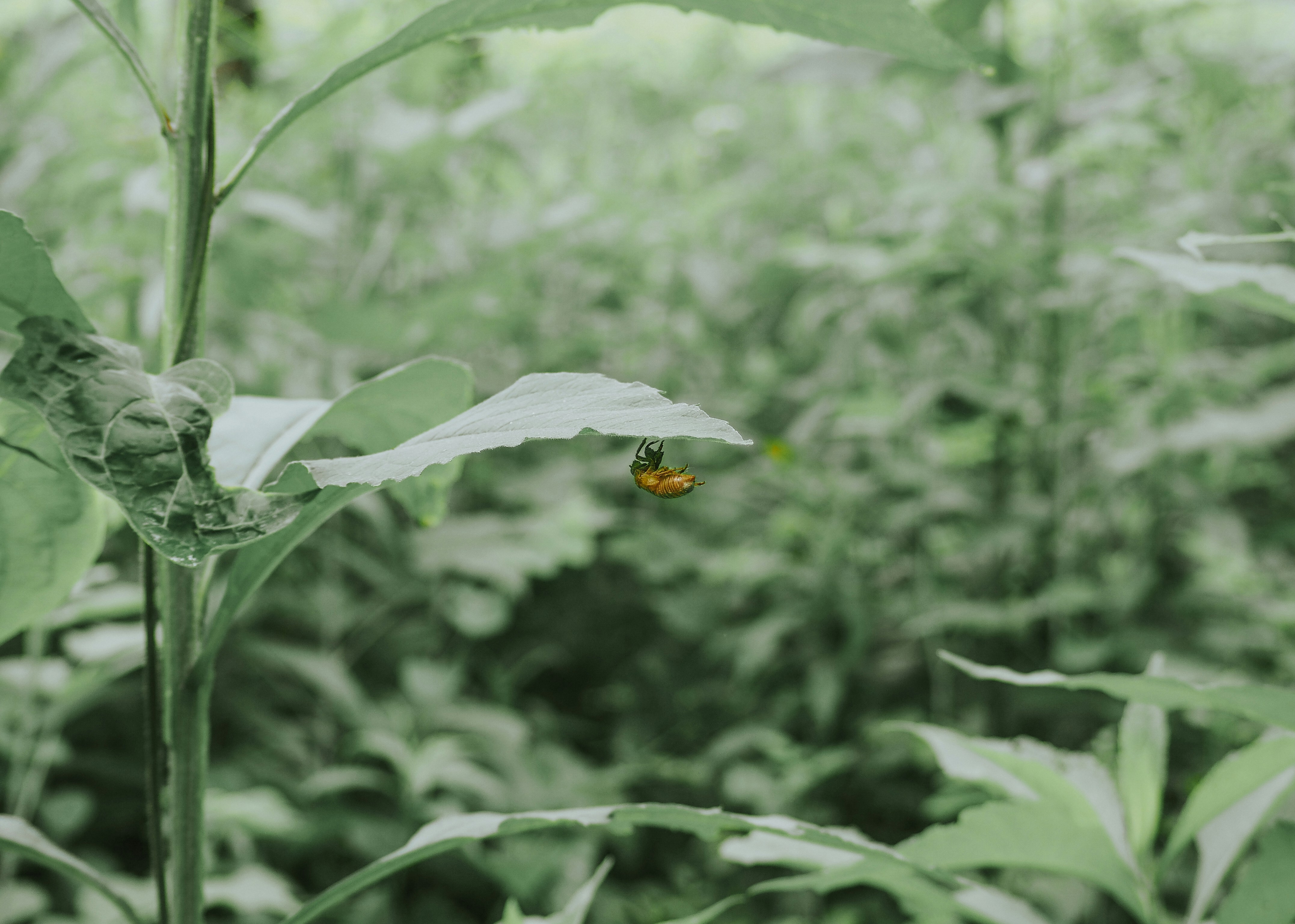 Photo by Barbara Burgess with Olympus PEN-F