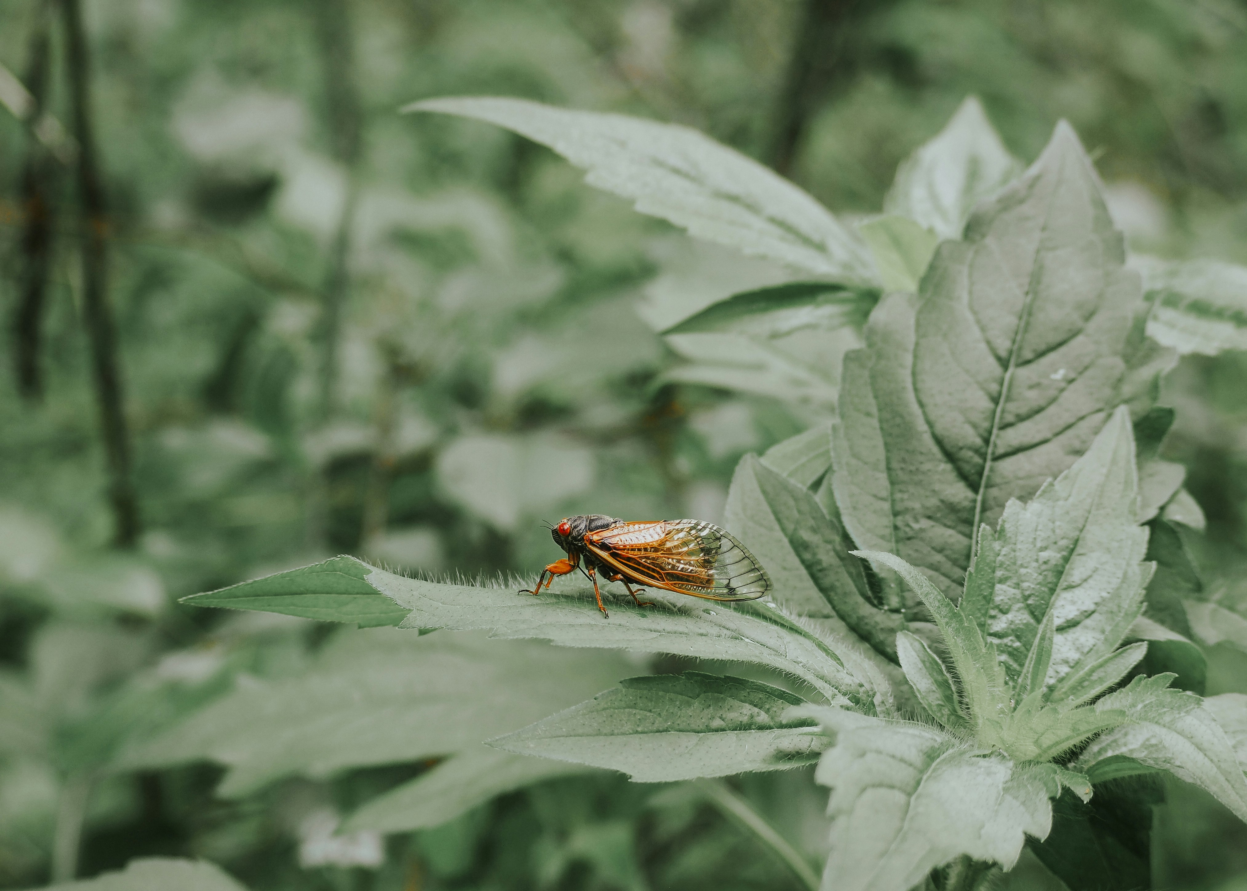 Tiny Ember on Green: A Hovering Orange Beetle Amid Broad Leaves