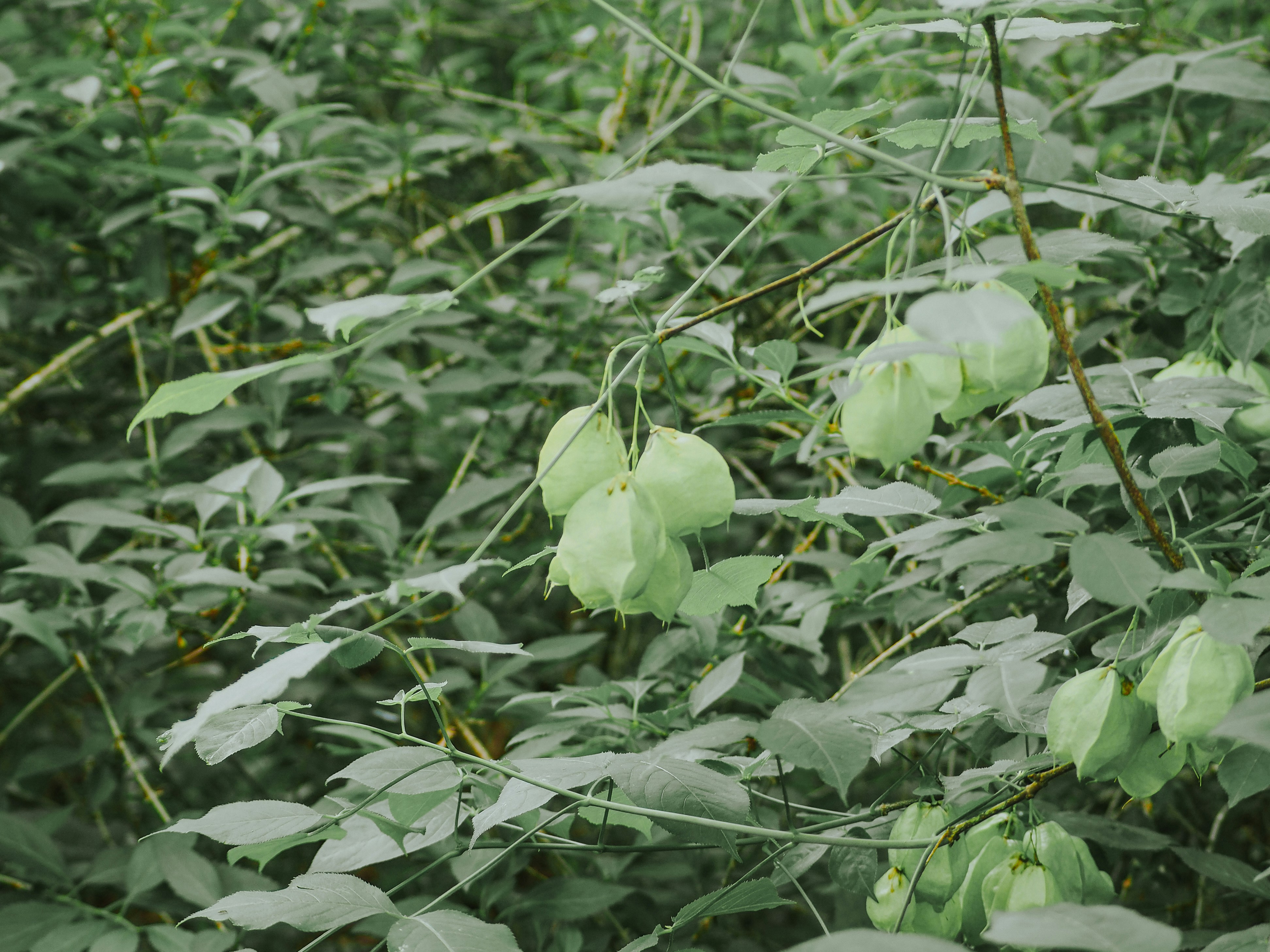 Whispering Green: A Close-Up Study of a Leaf-Covered Thicket