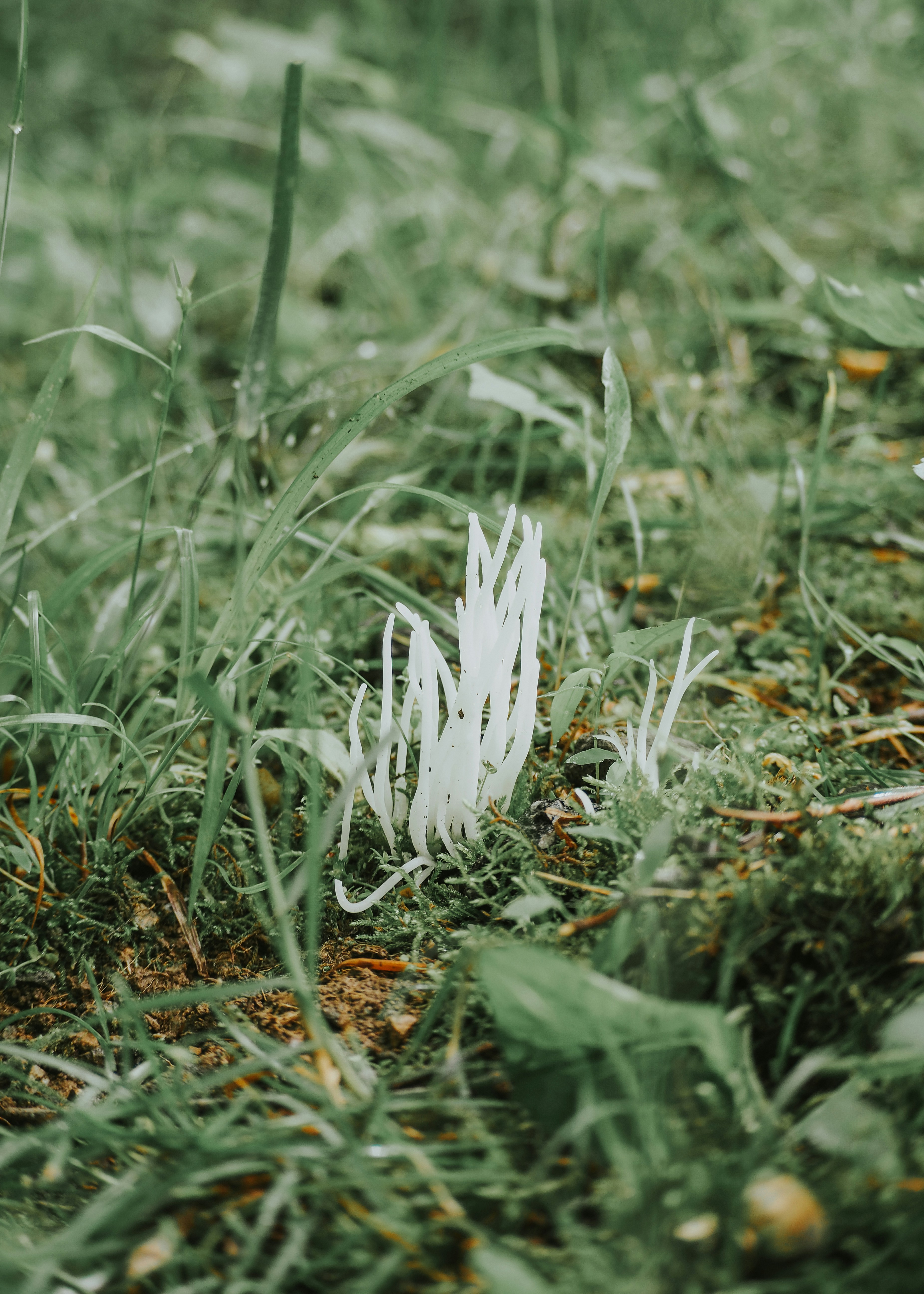 A close up of a small white object in the grass photo – Free Plant ...