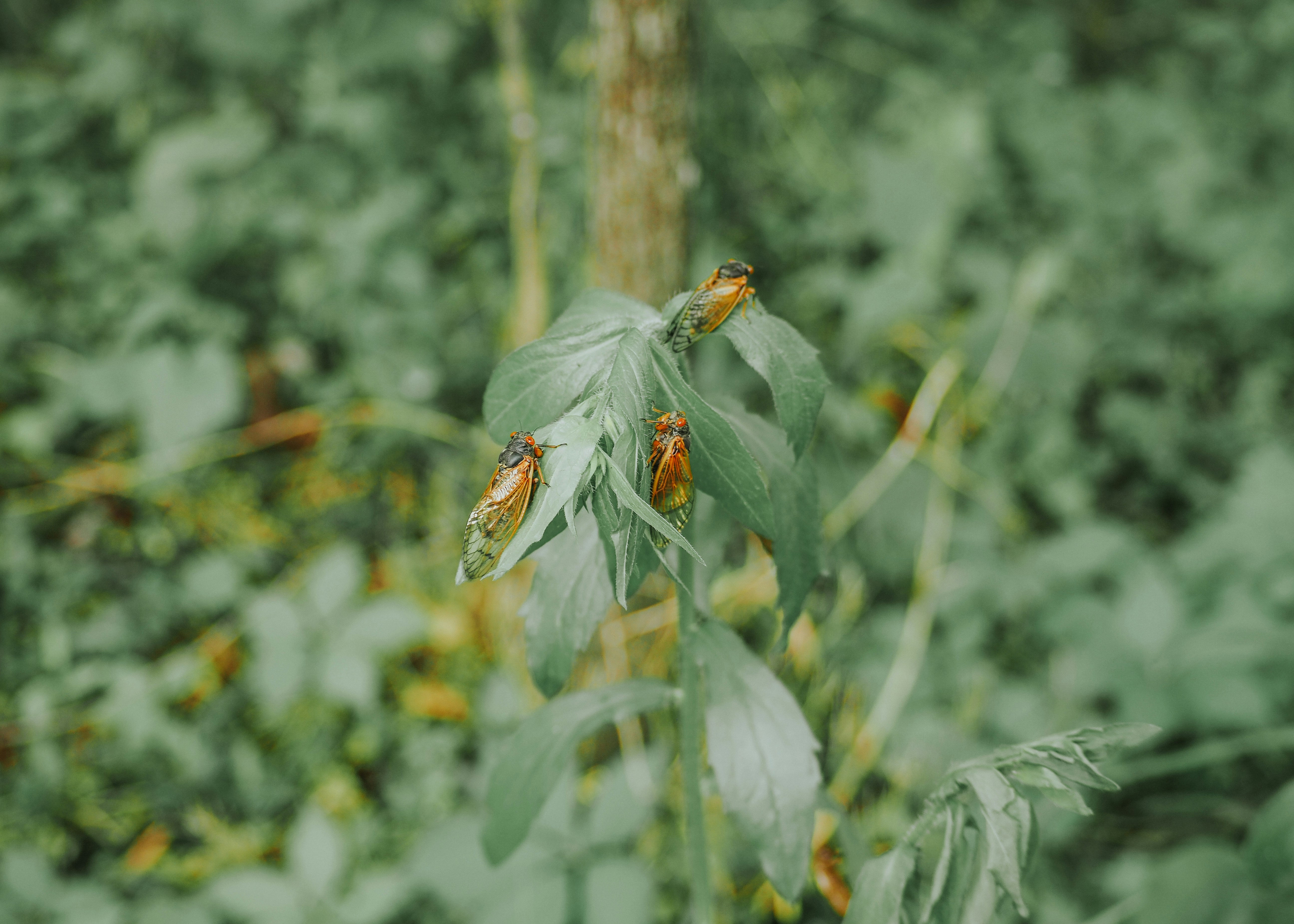 Amber-winged Dragonflies Rest on a Veined Leaf in a Verdant Blur