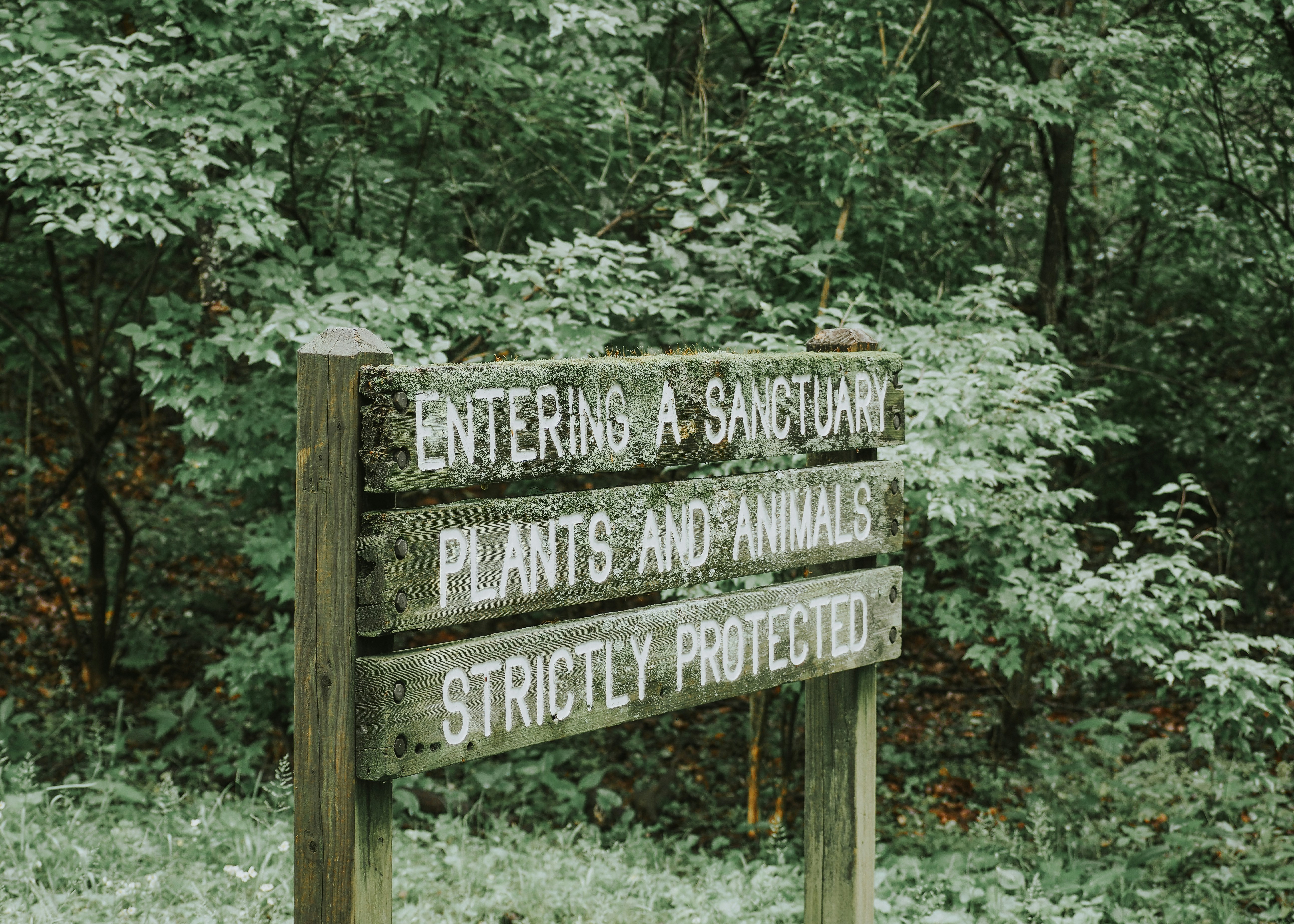 Weathered Sentinel: Entering a Forest Sanctuary