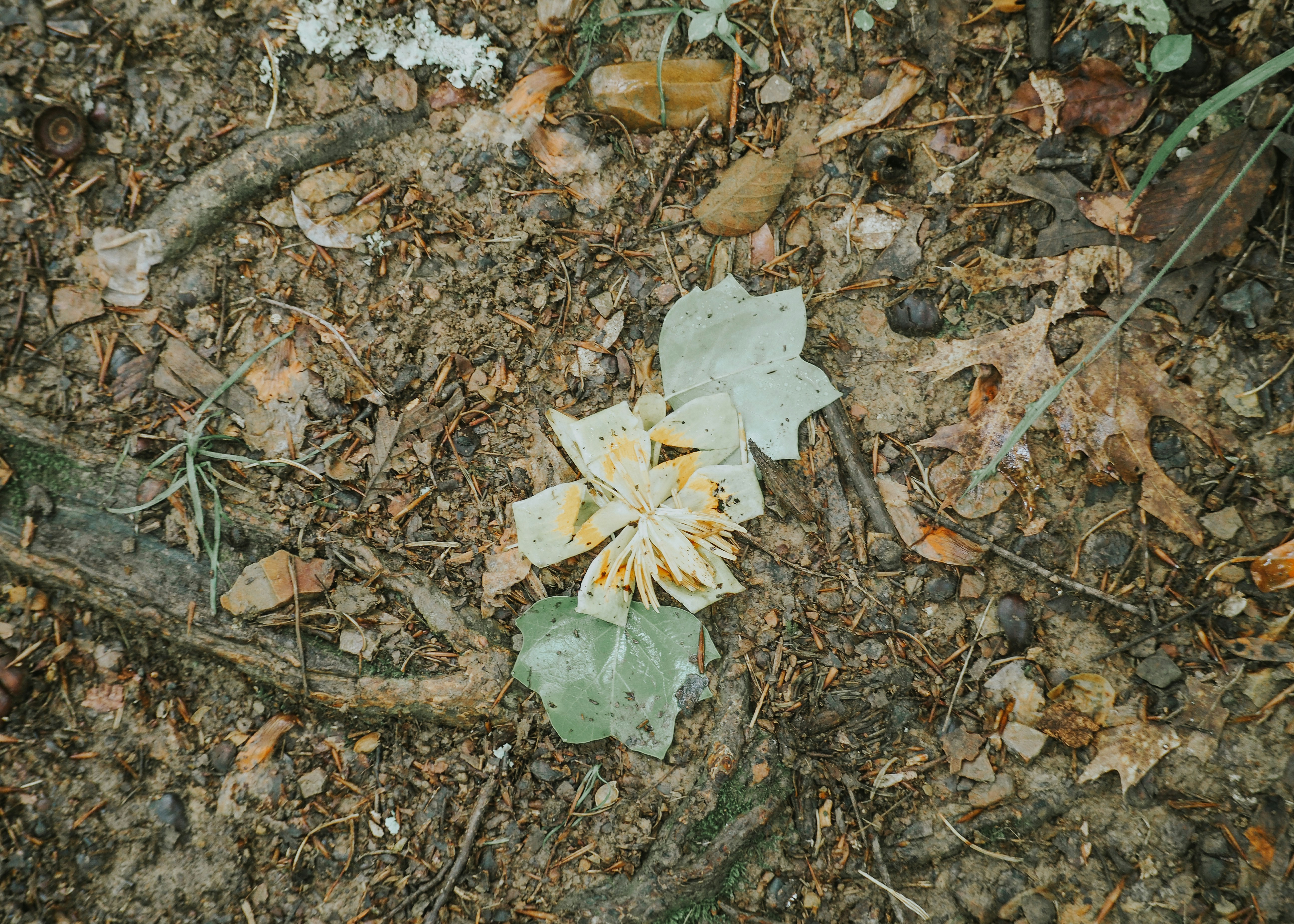 The Ground Star: A Pale, Star-Shaped Leaf Anchored on Earth