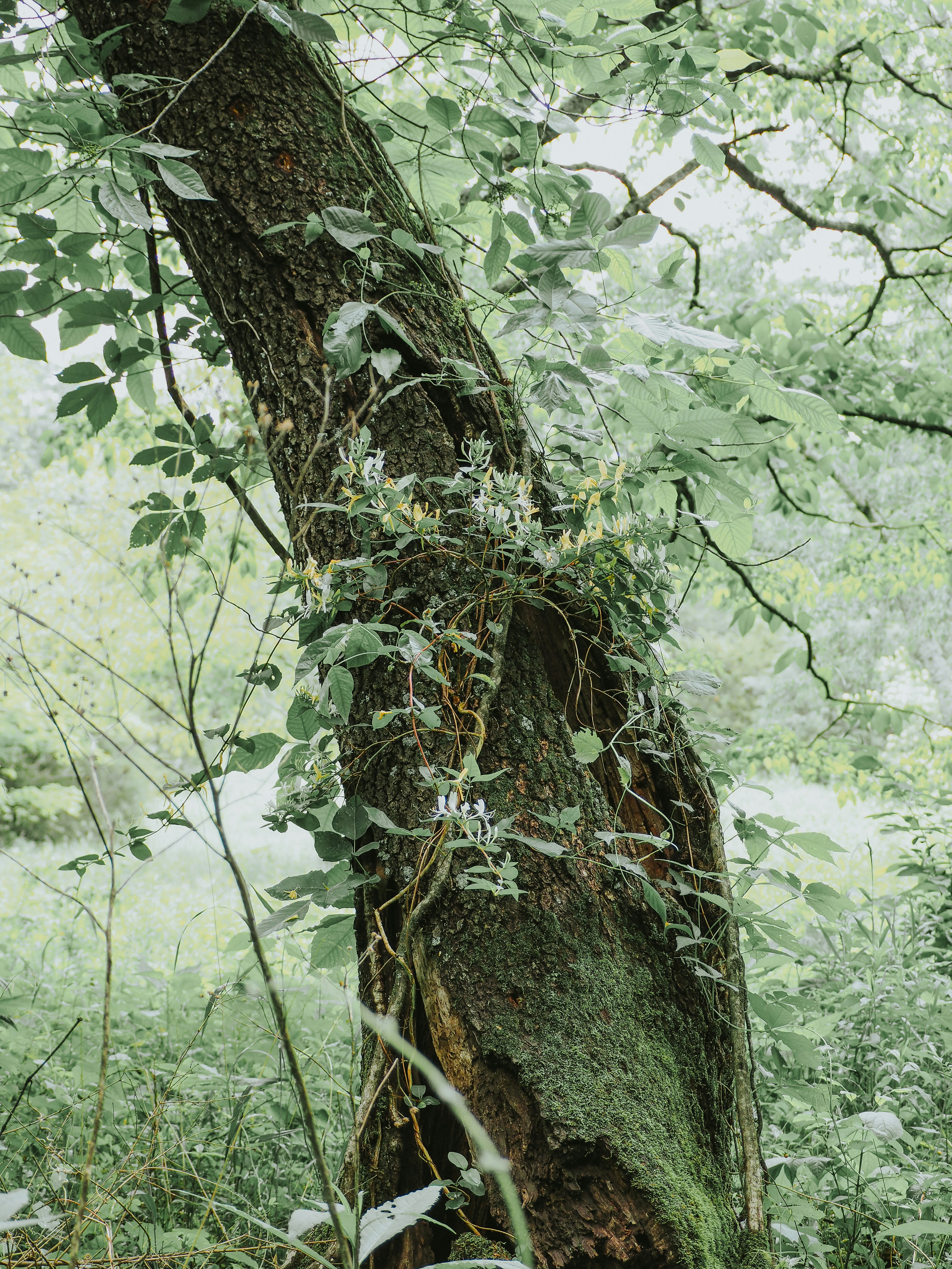 Moss Armor on a Forest Trunk: A Quiet Sentinel Among Greenery
