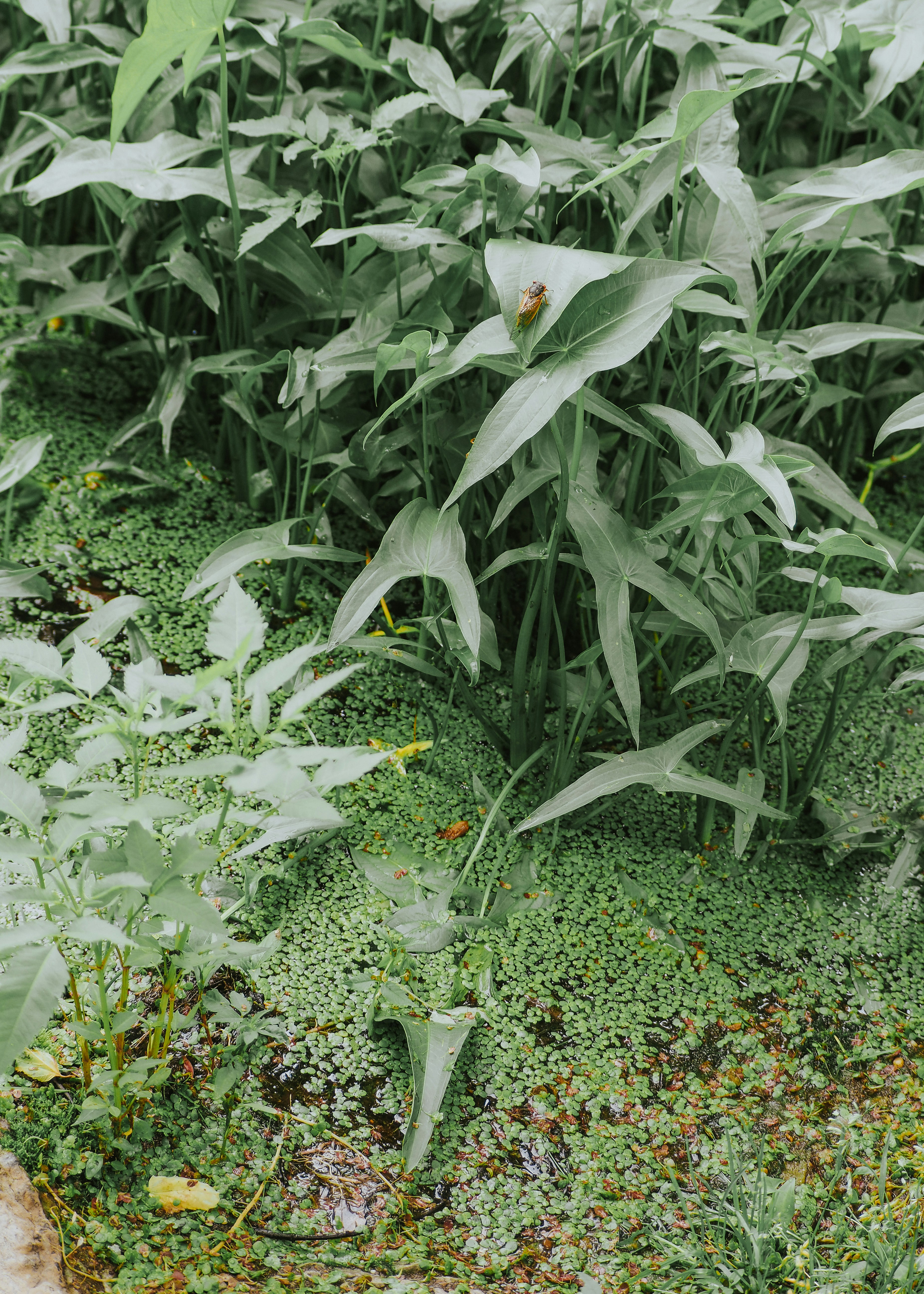 Amber Speck on a Verdant Leaf: A Quiet Moment in Dense Foliage