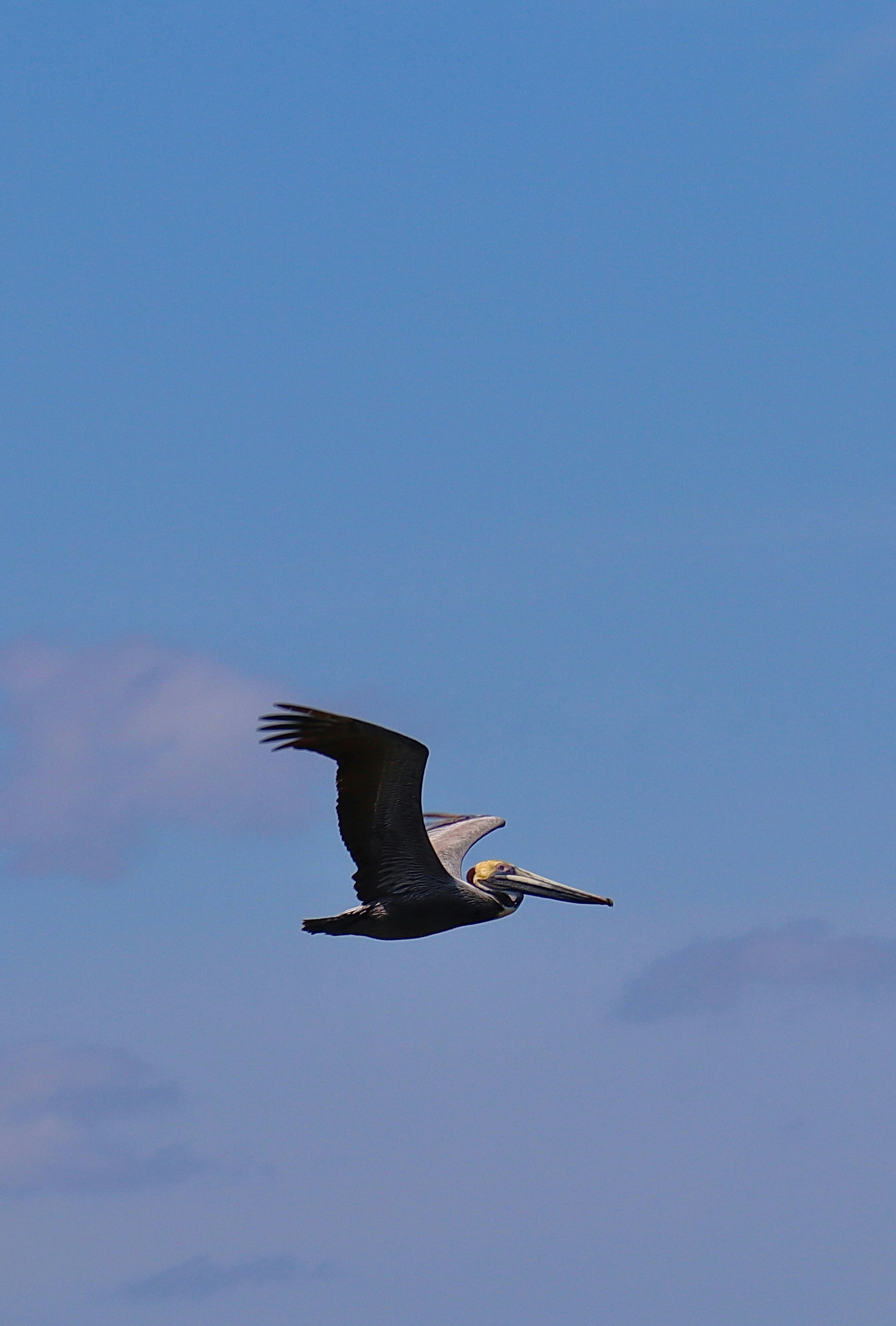 A large bird flying through a blue sky photo – Free Animal Image on ...