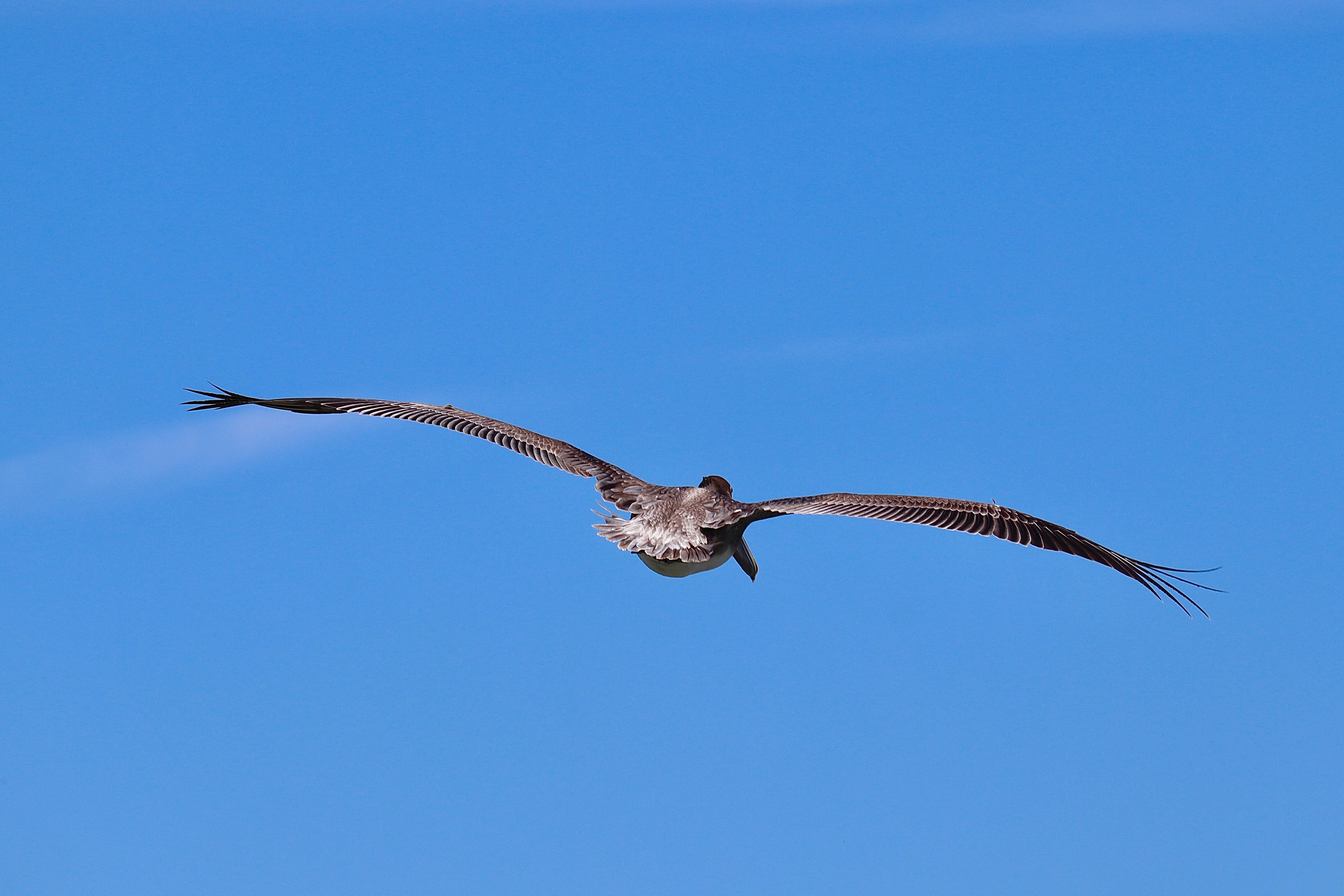 A large bird flying through a blue sky photo – Free Bird Image on Unsplash