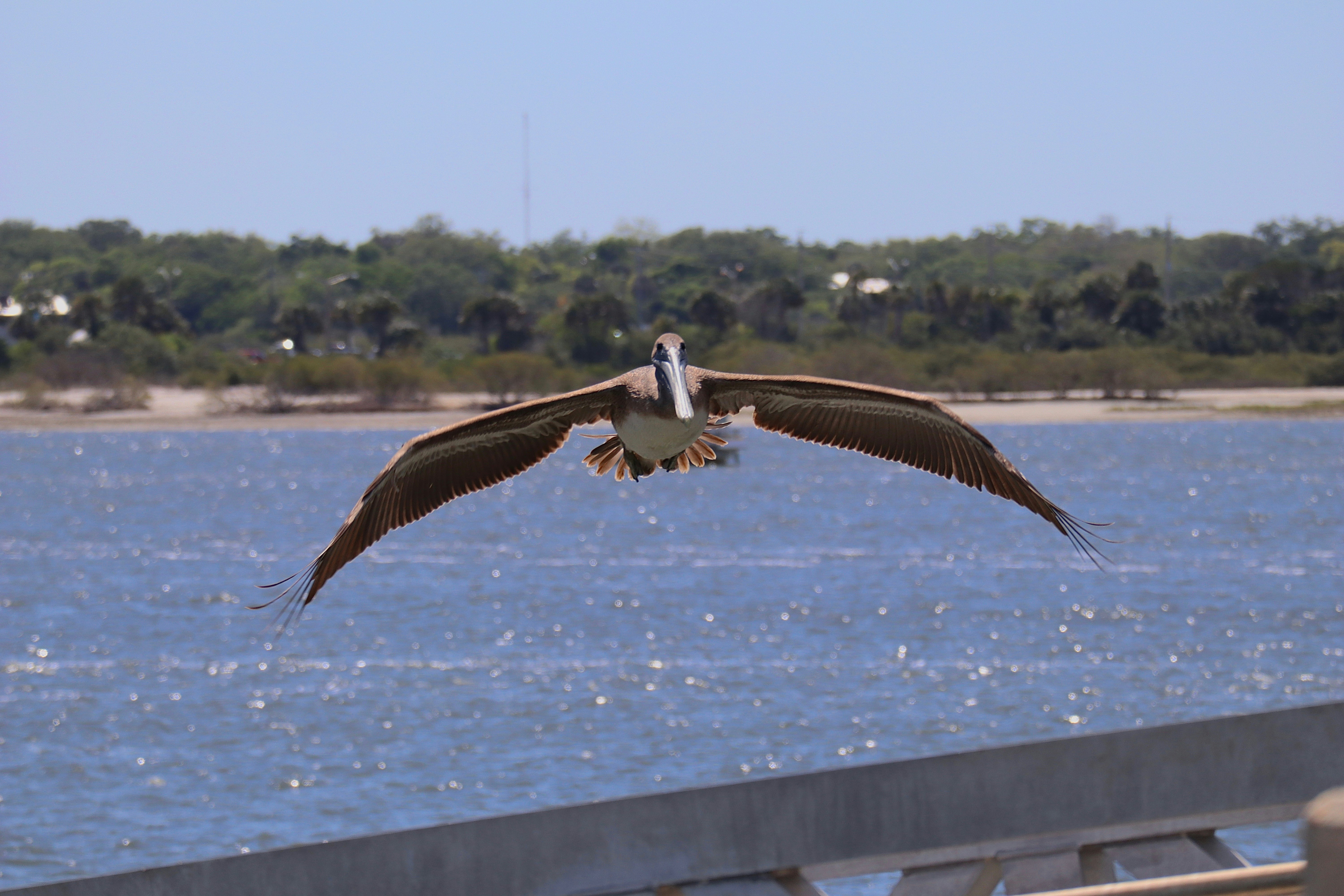 Pelican Glide Across a Sunlit Coastal Channel