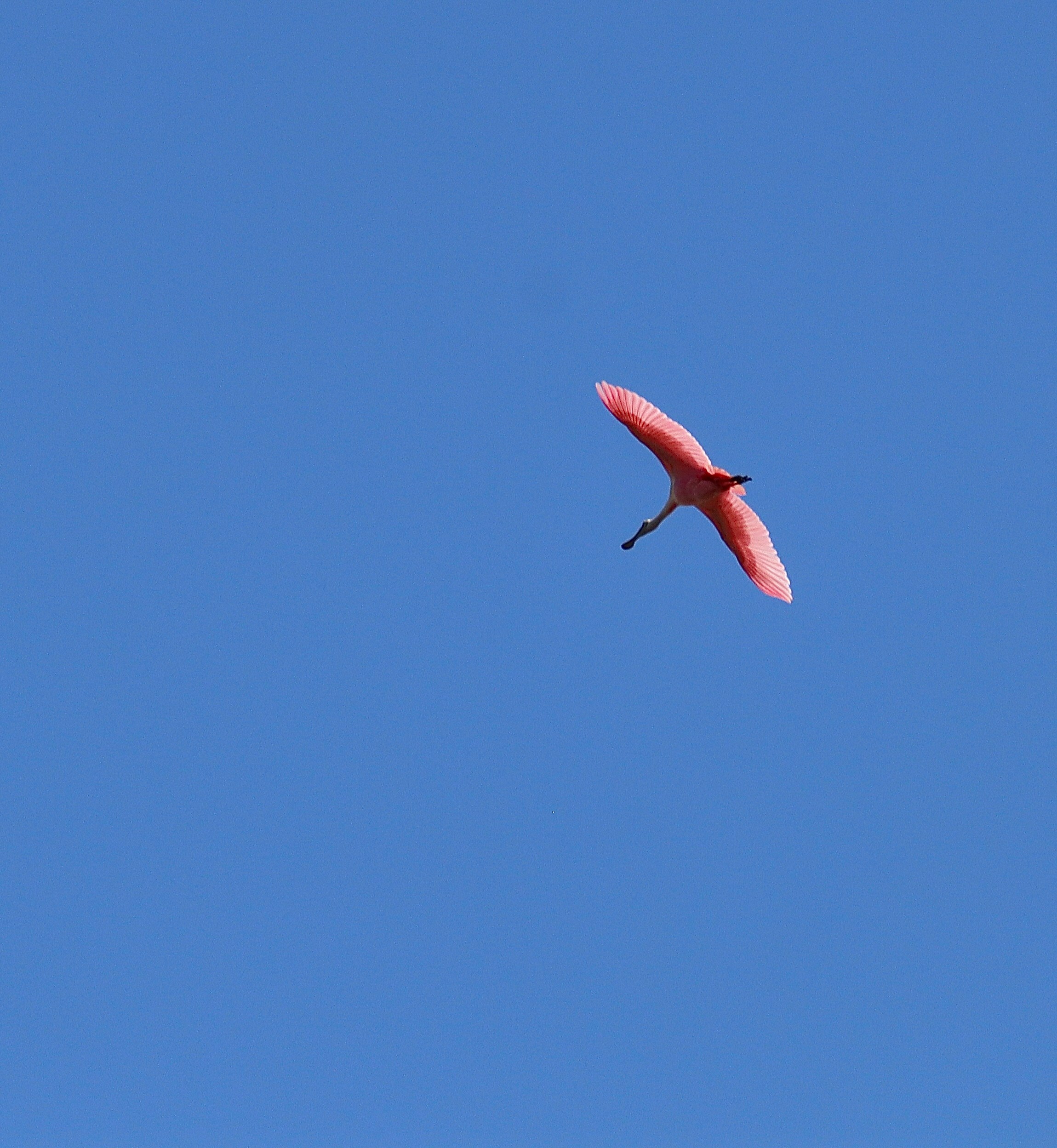Scarlet Flamingo Soars Across a Cerulean Sky