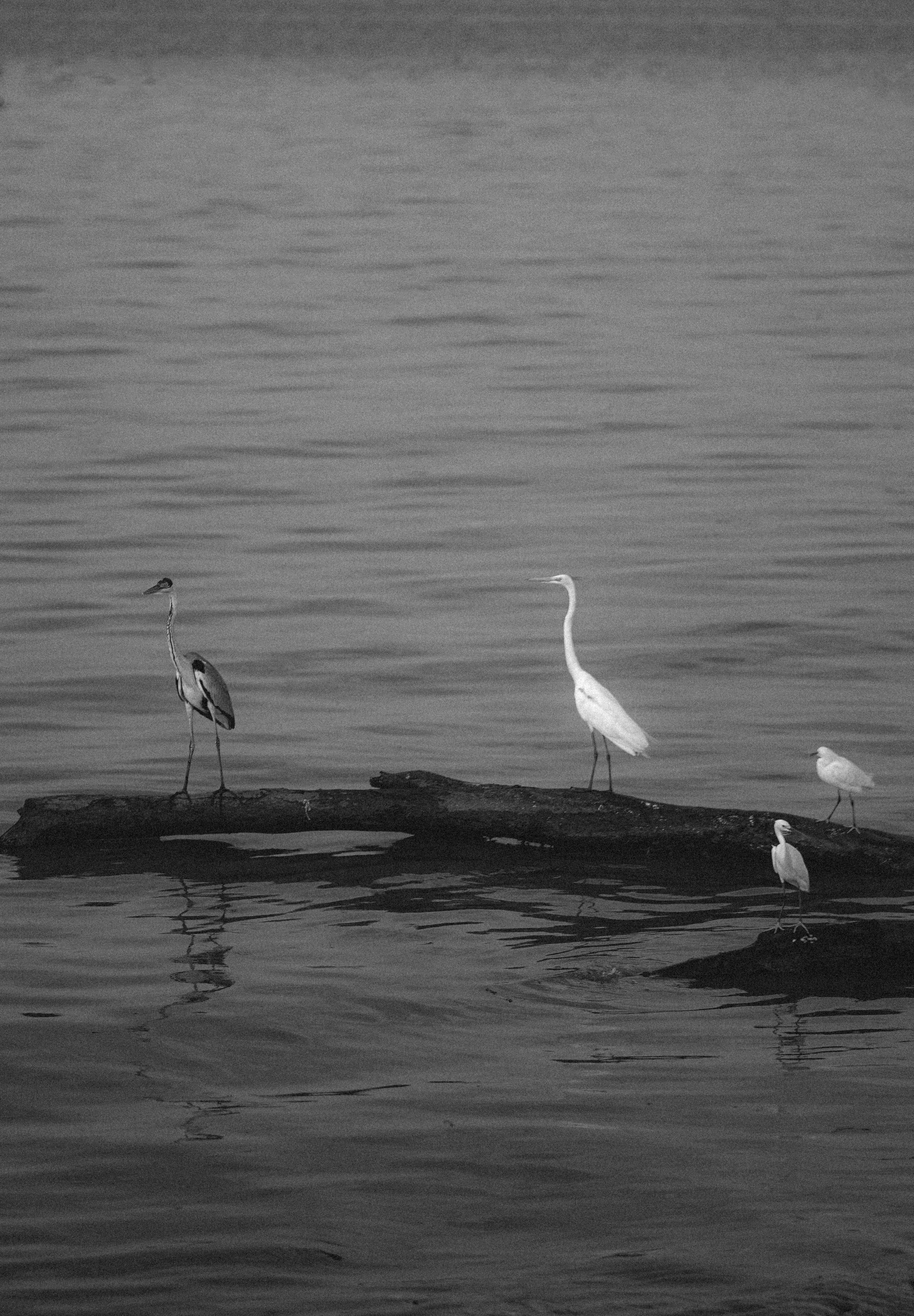Three Silent Herons on a Weathered Log Across Calm Waters