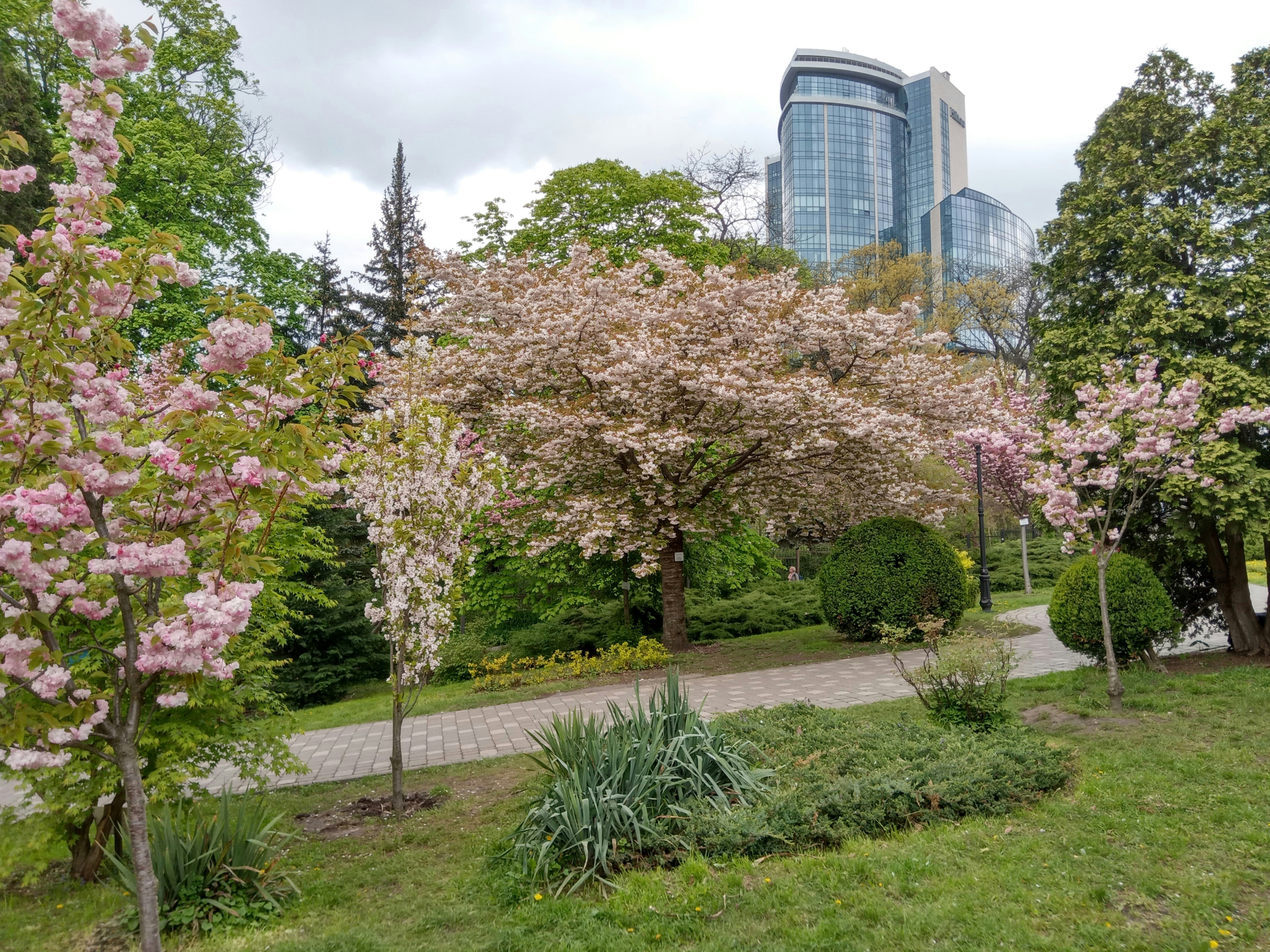 Park path lined with blooming cherry trees leads toward a distant glass-clad skyline.
