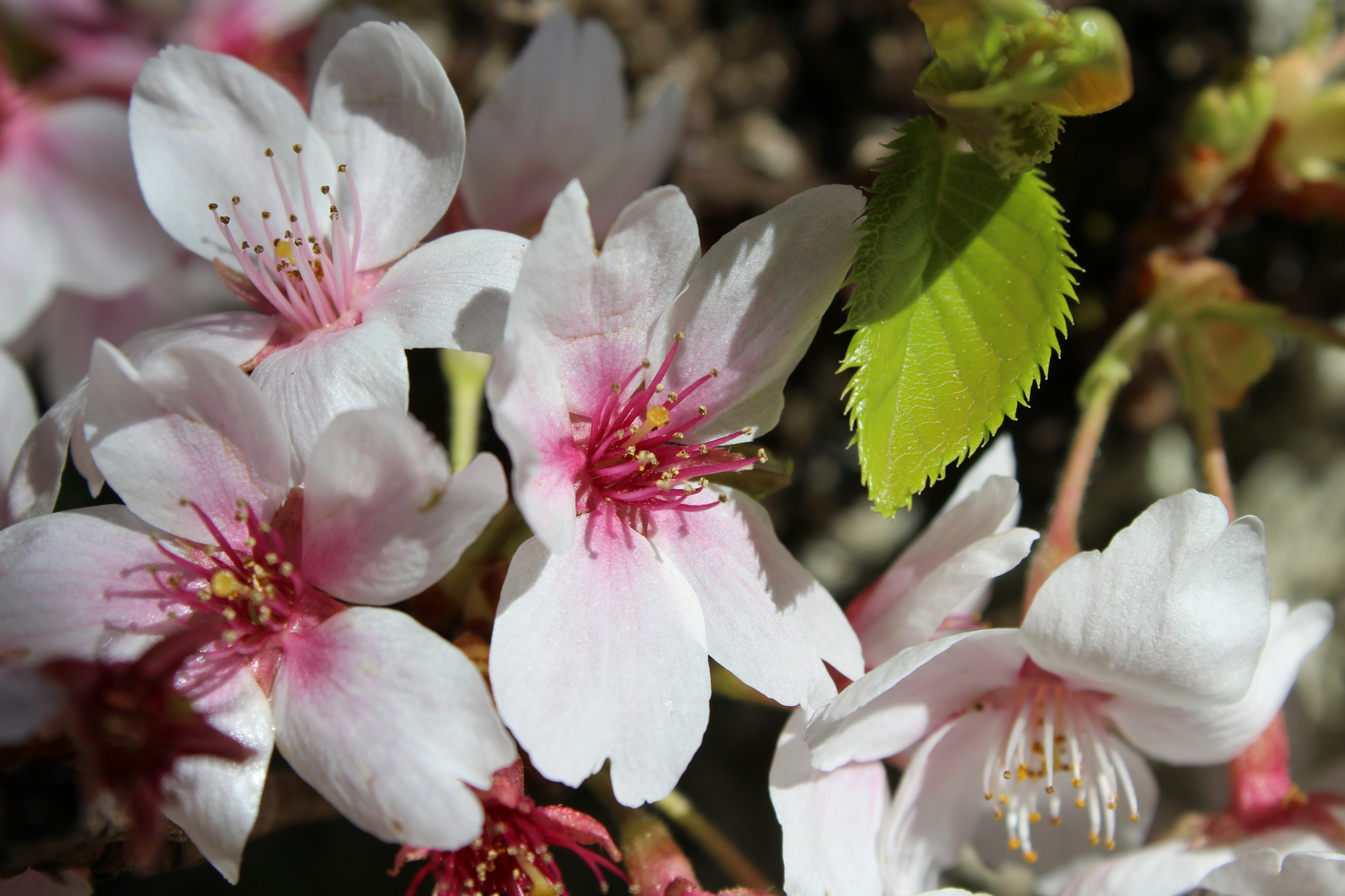 Sunlit Petal Choir: Close-Up of Pink-and-White Cherry Blossoms
