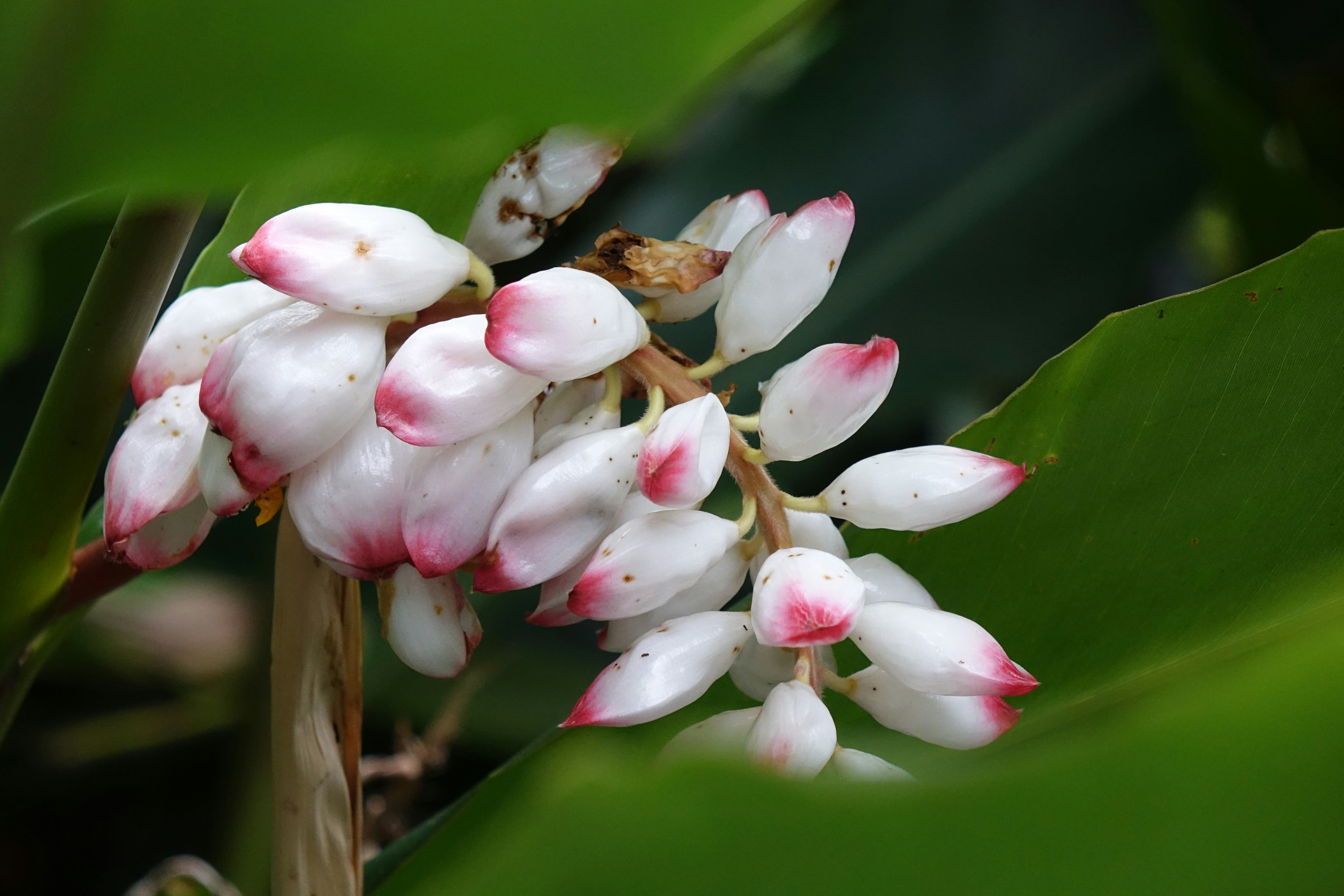 Whispering Cluster: Pink-tipped Inflorescences Amid Green Veil